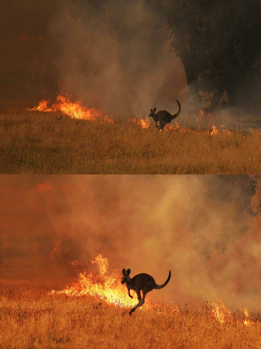 Kangaroo fleeing from a bushfire | Scrolller