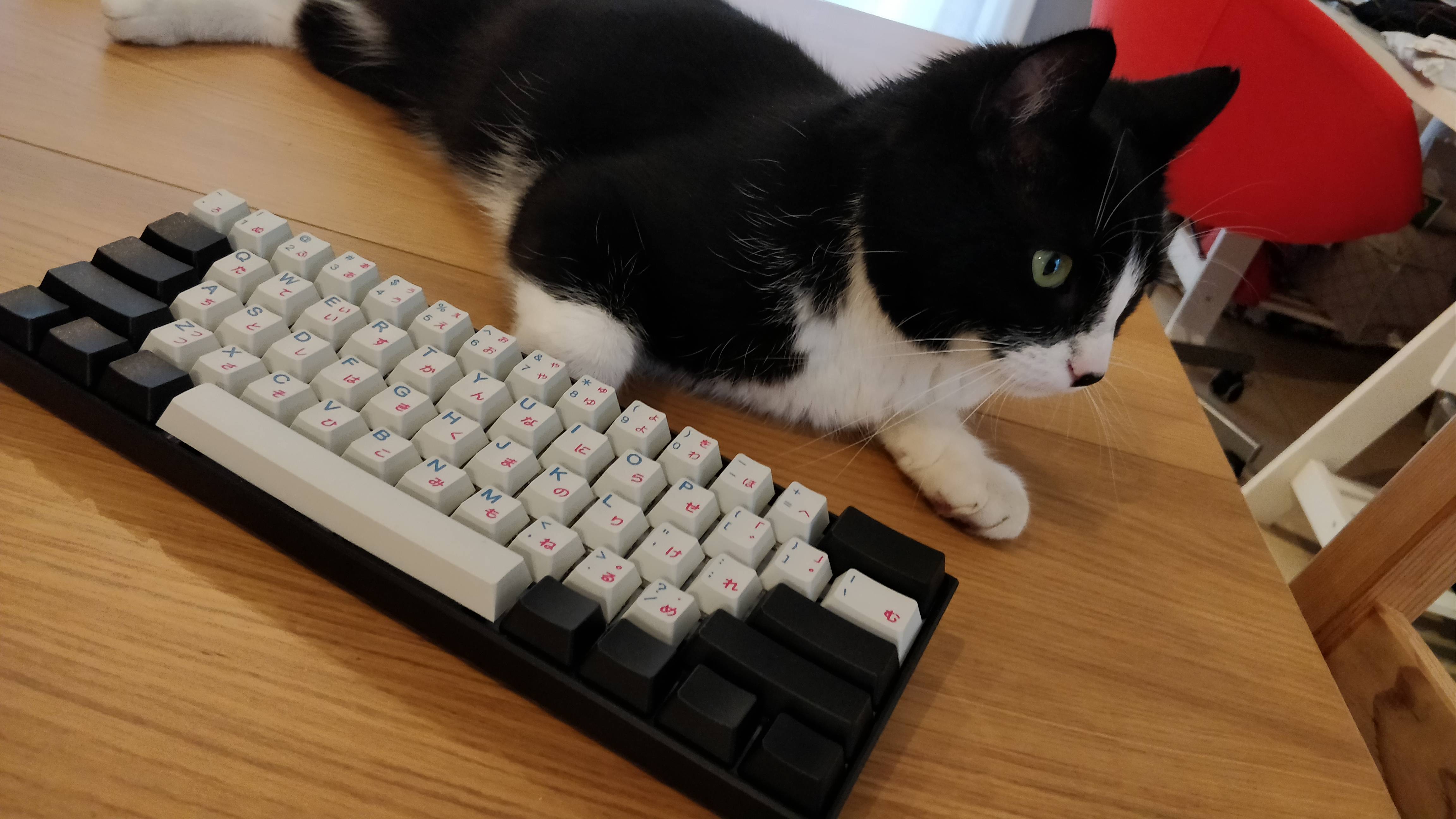 Keyboard on cats | Scrolller