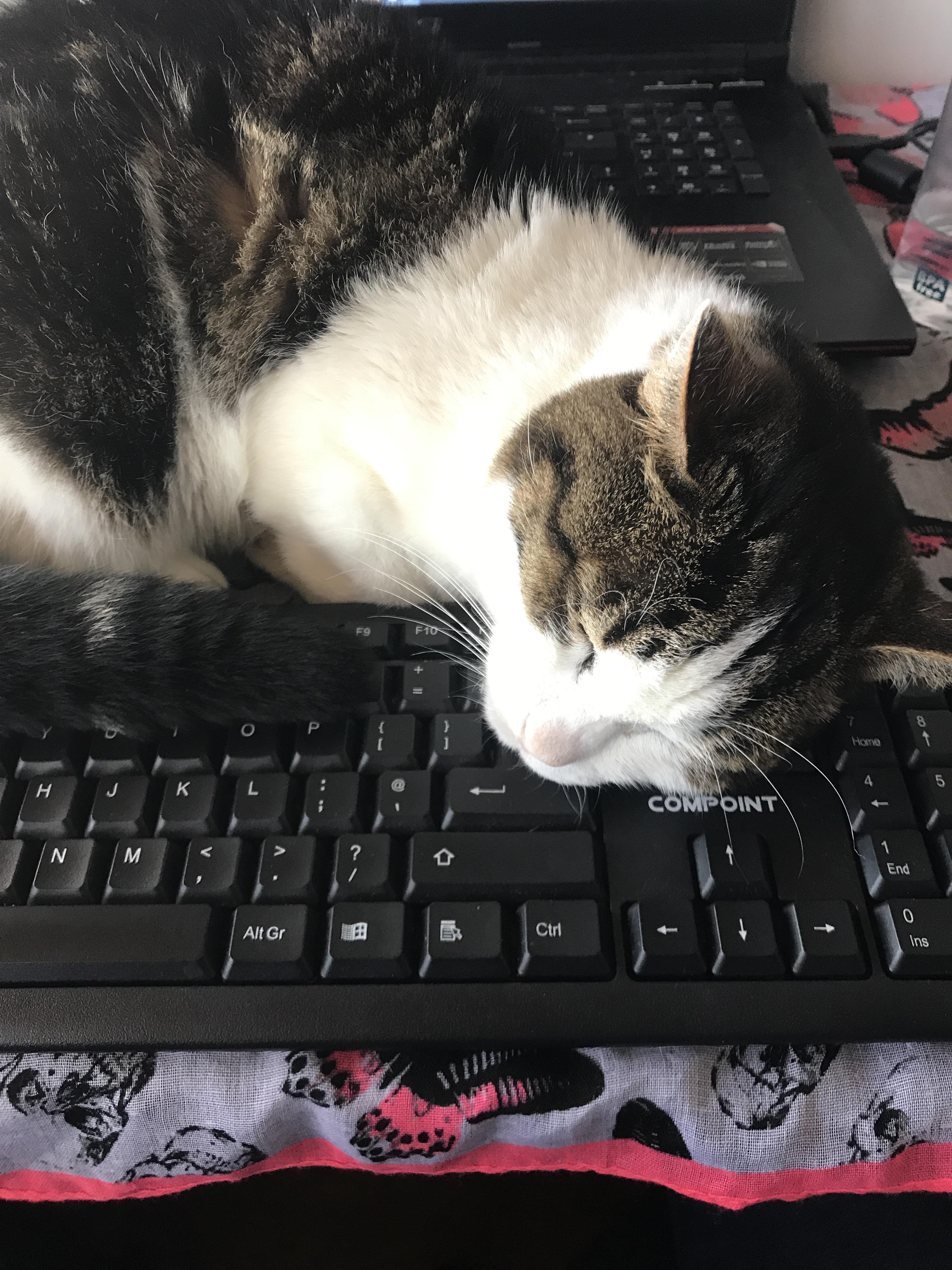 Keyboard pillow | Scrolller