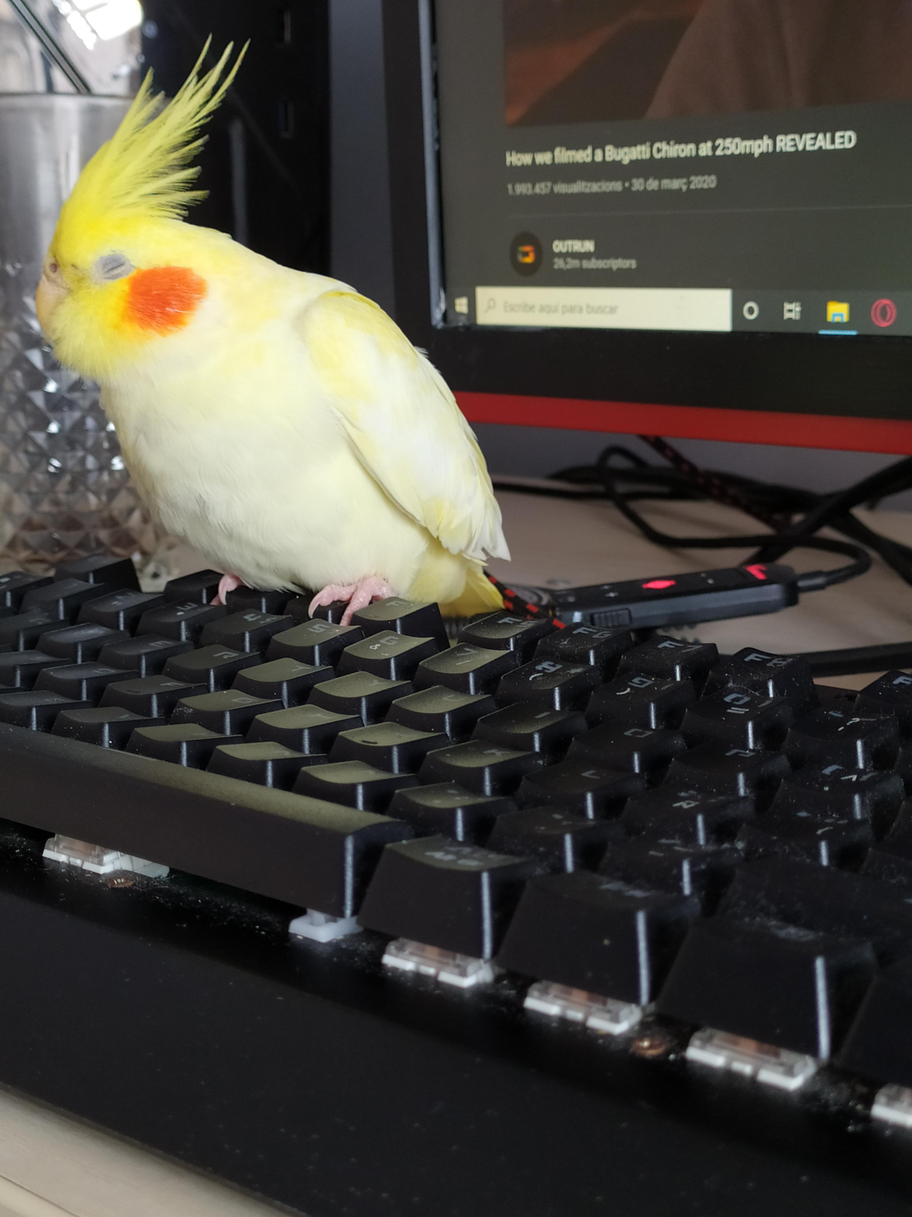 keybord birb | Scrolller