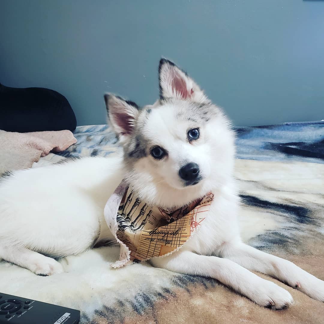 [Kiba the Pomsky] He's our 18 month F2 Pomsky. | Scrolller