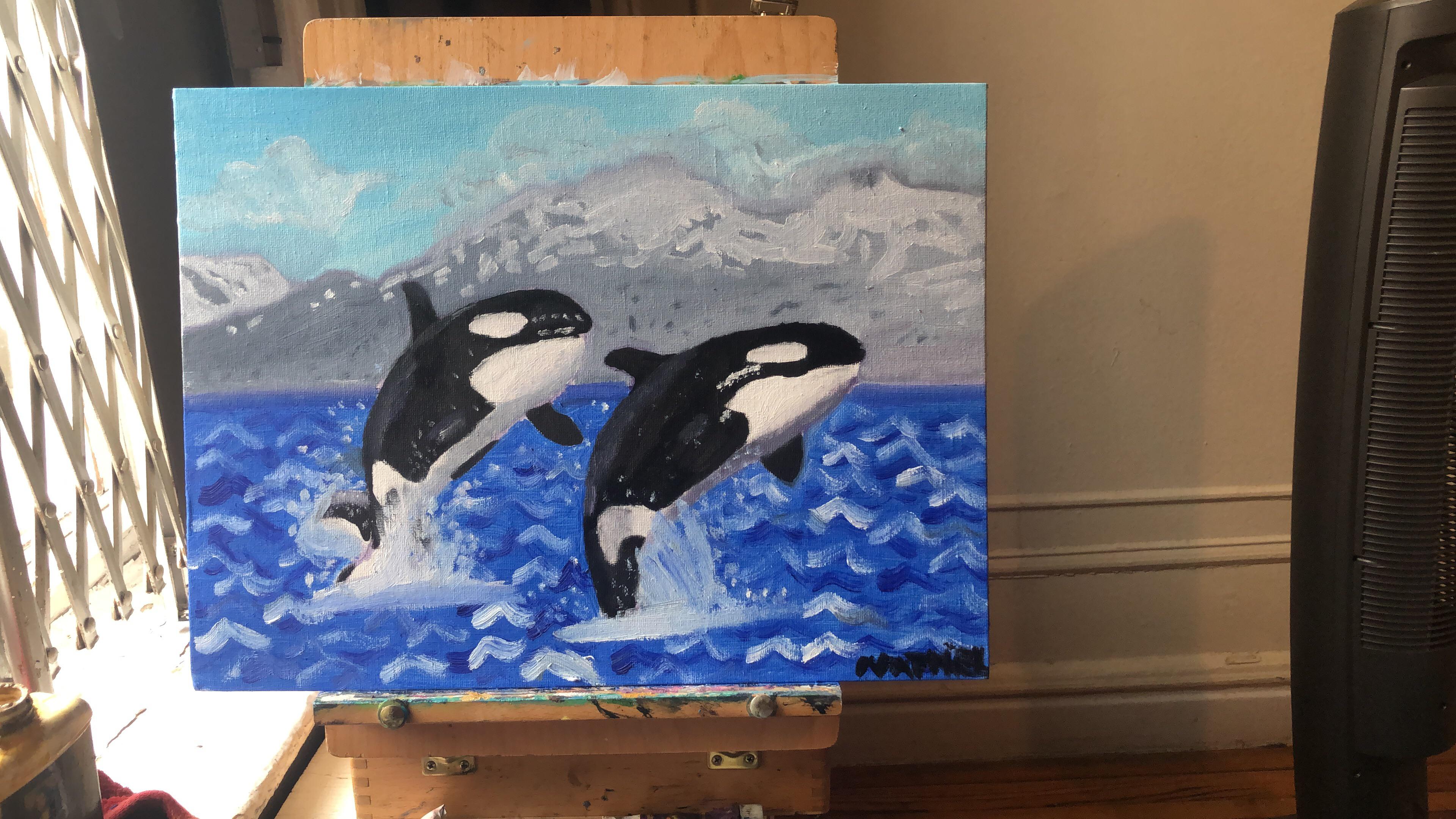 Killer whales | Scrolller