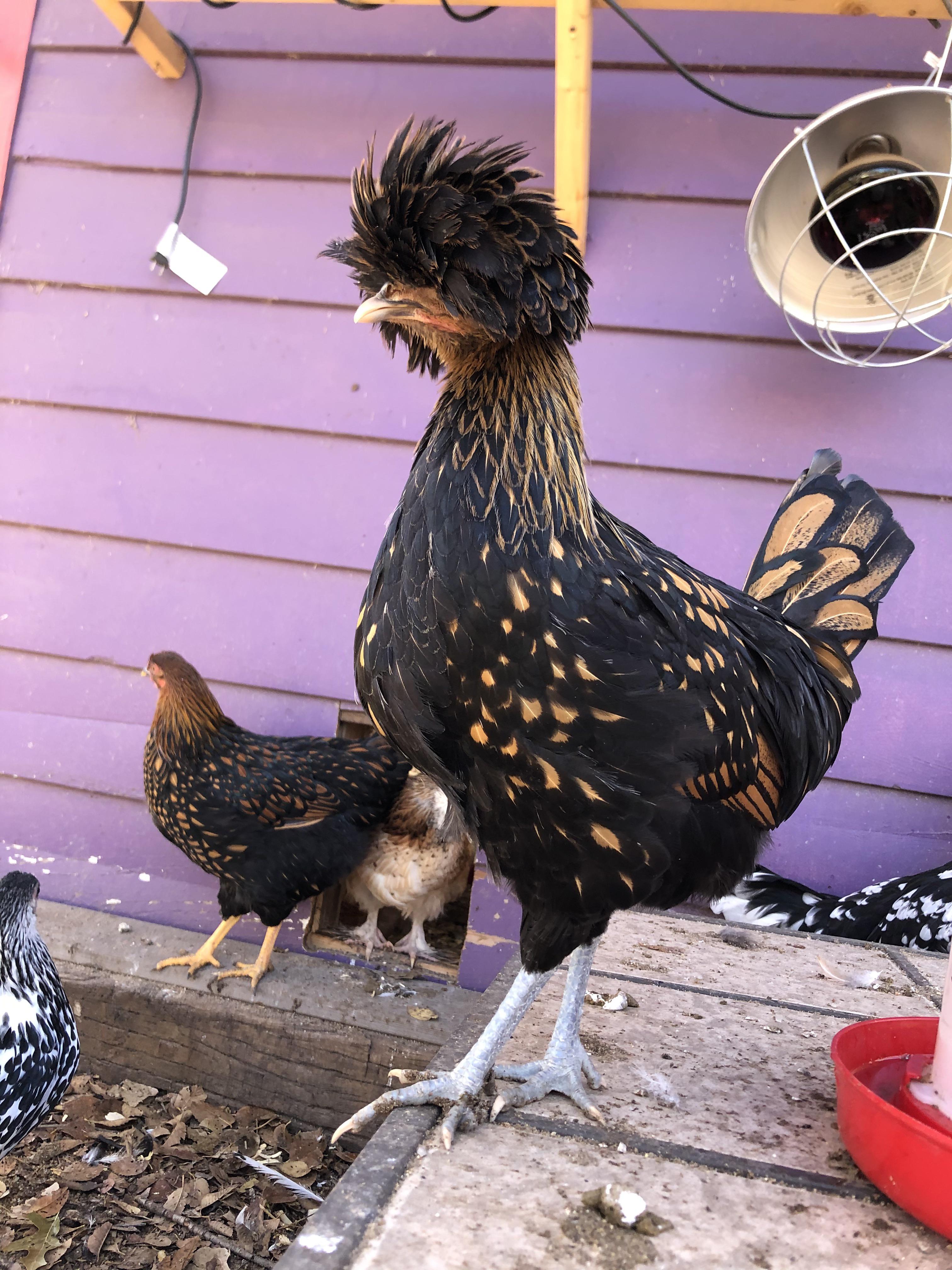 King of all chickens | Scrolller