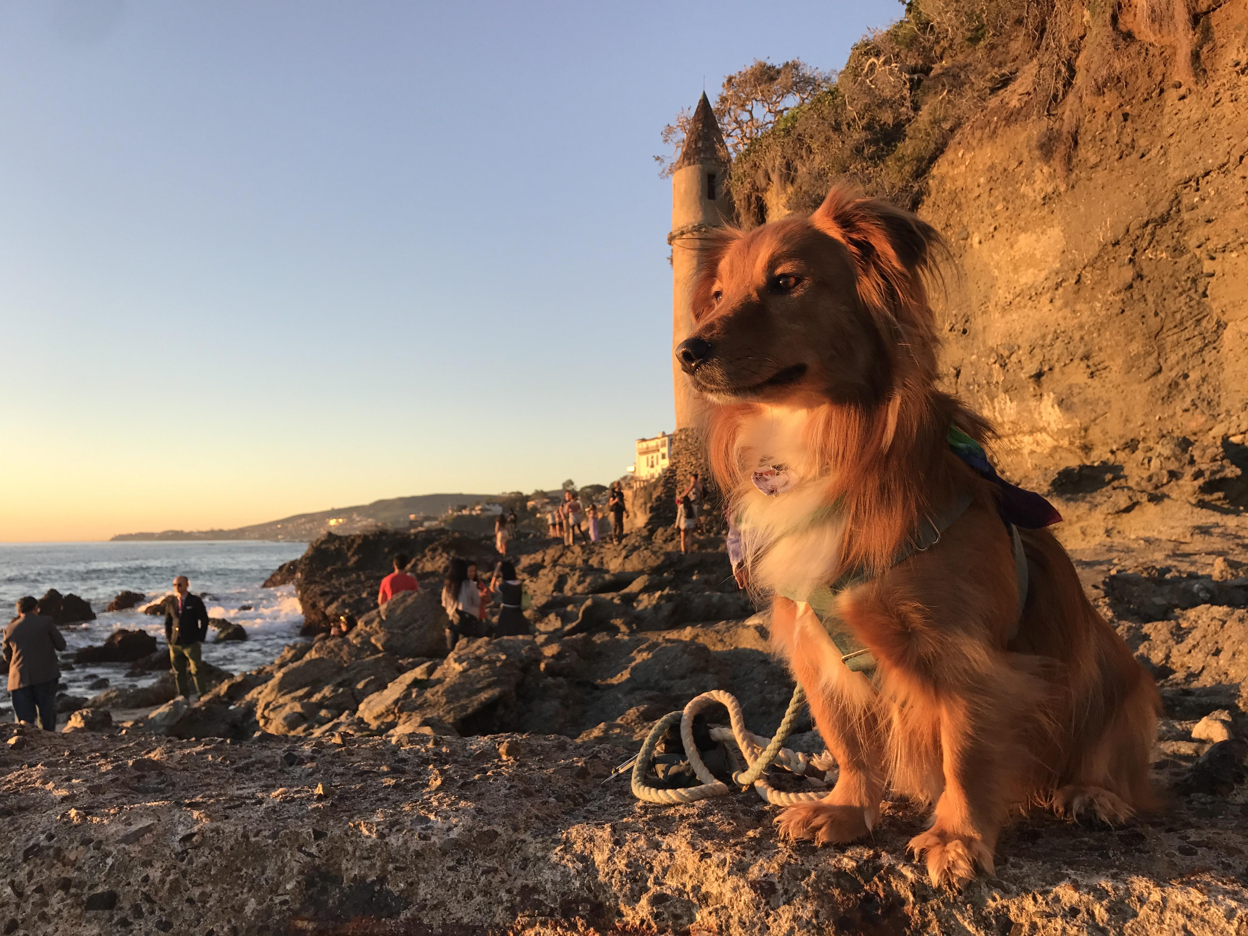 King of the castle! | Scrolller