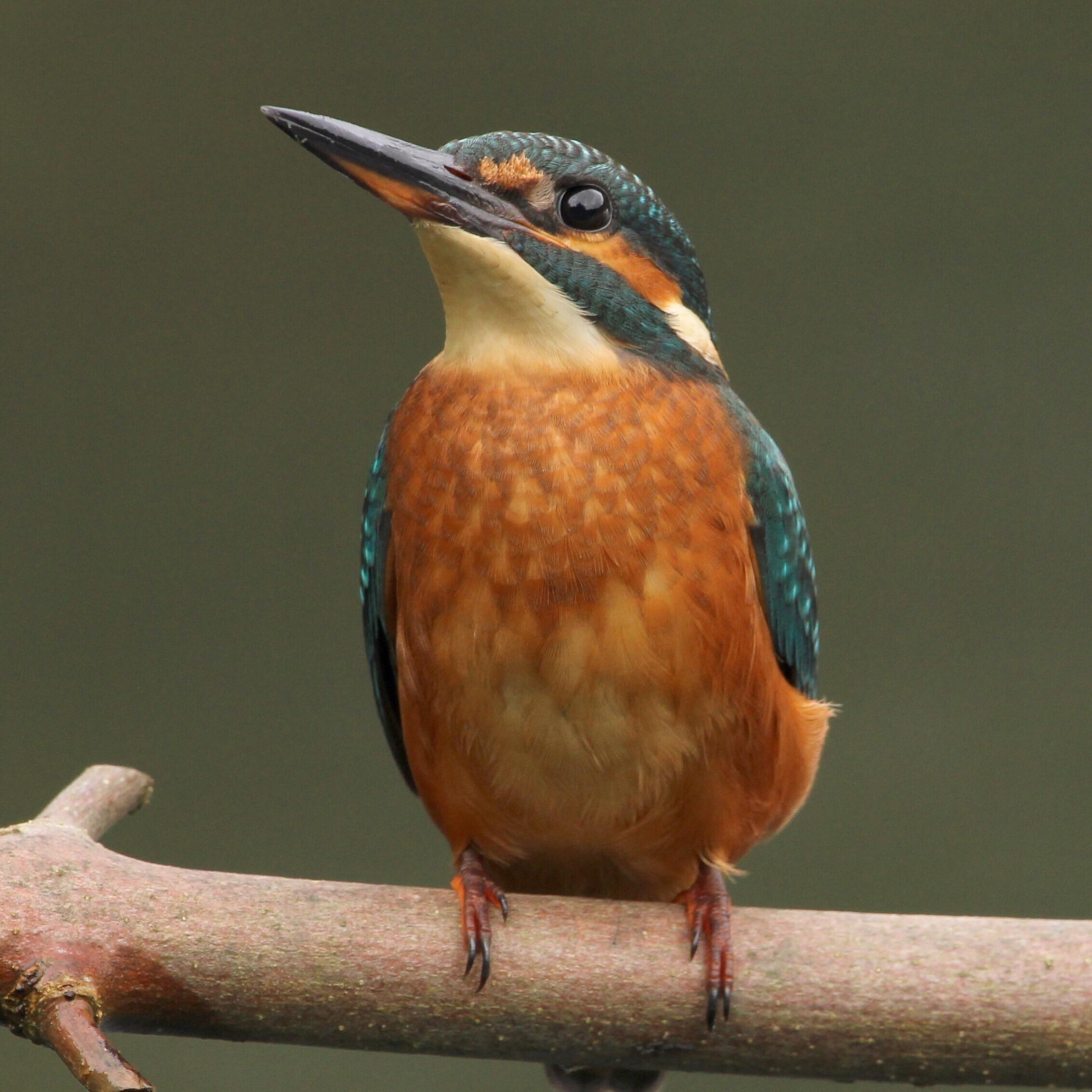 Kingfisher, West Yorkshire | Scrolller