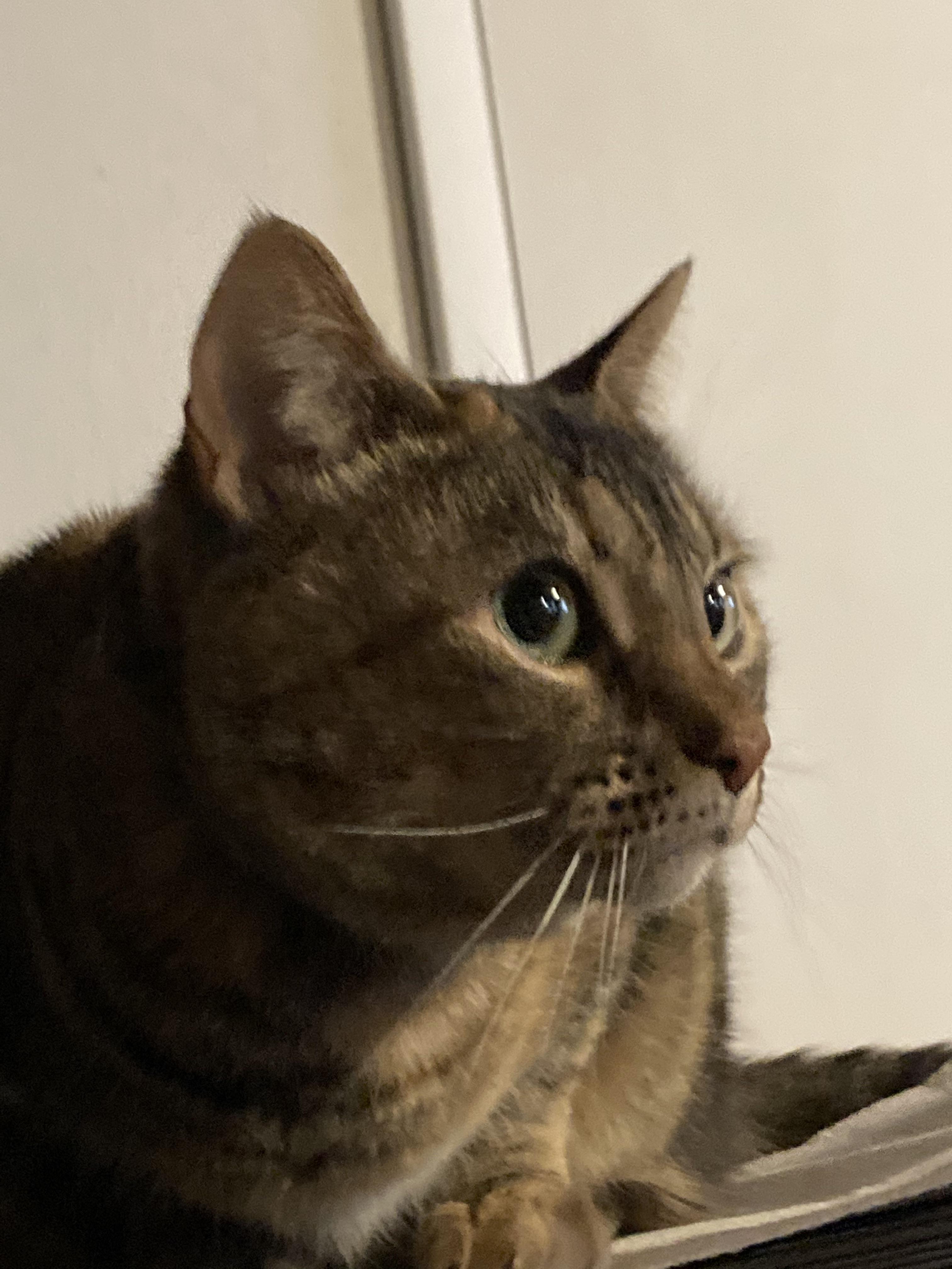 KitKat just chilling. | Scrolller