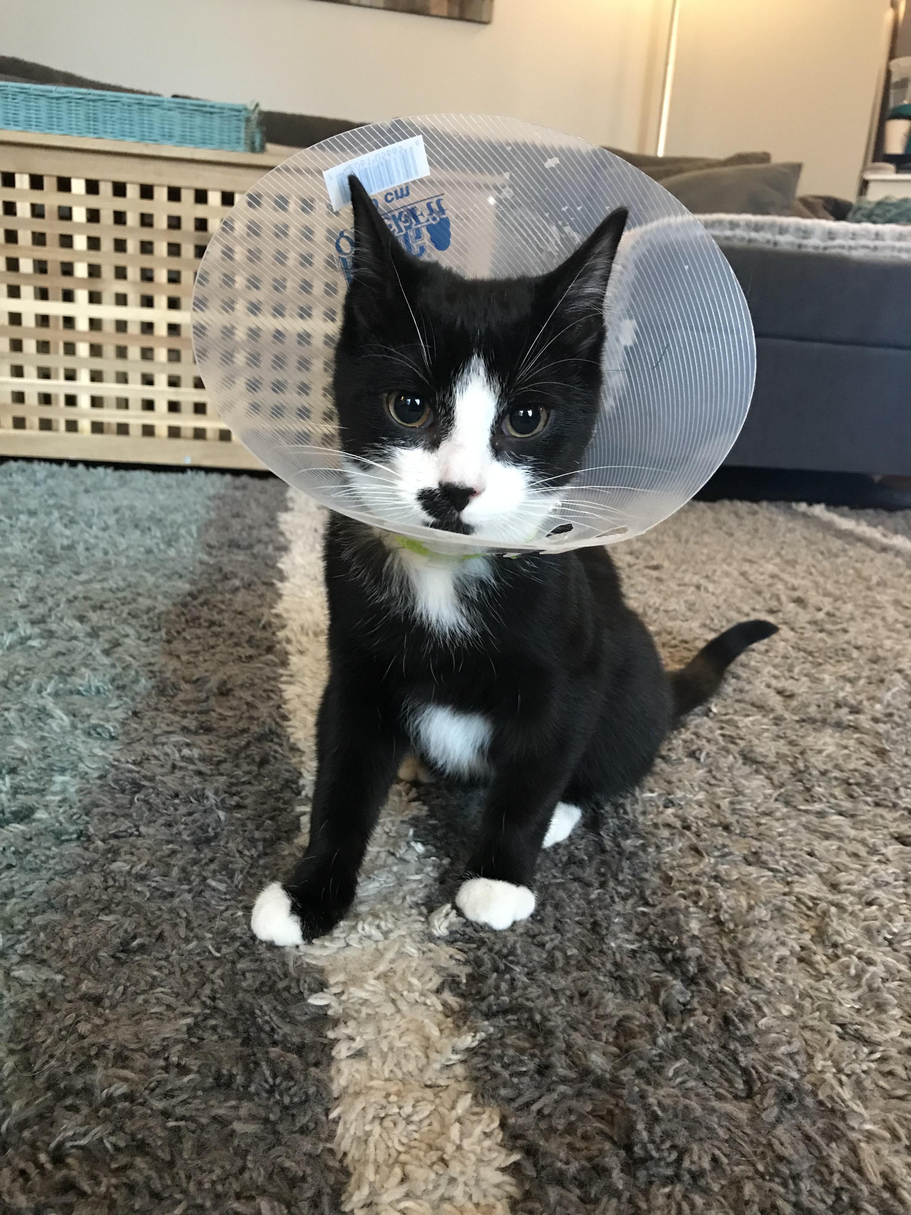 Kitler the cone head | Scrolller