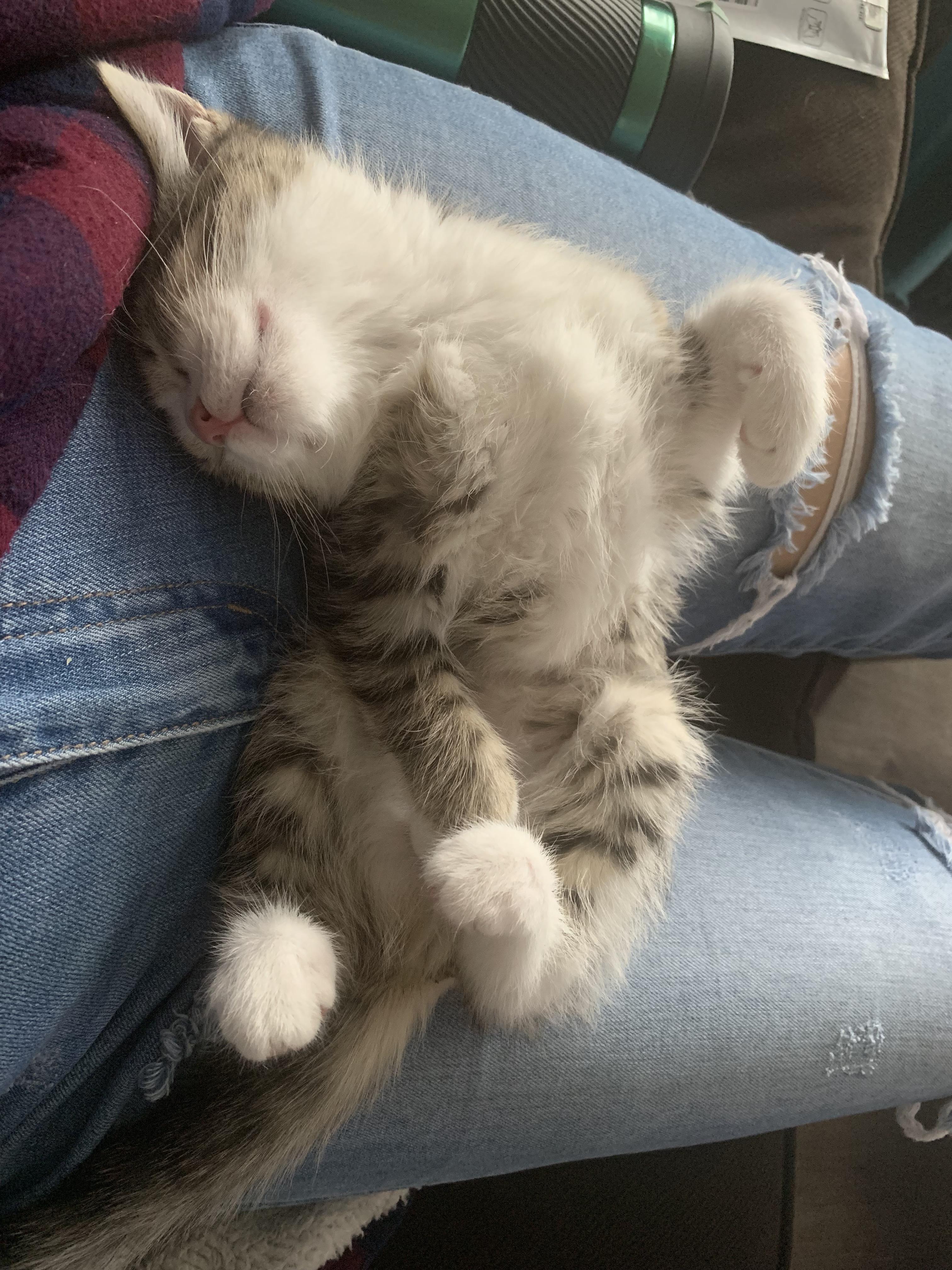 Kitten bellies from miss Bailey | Scrolller
