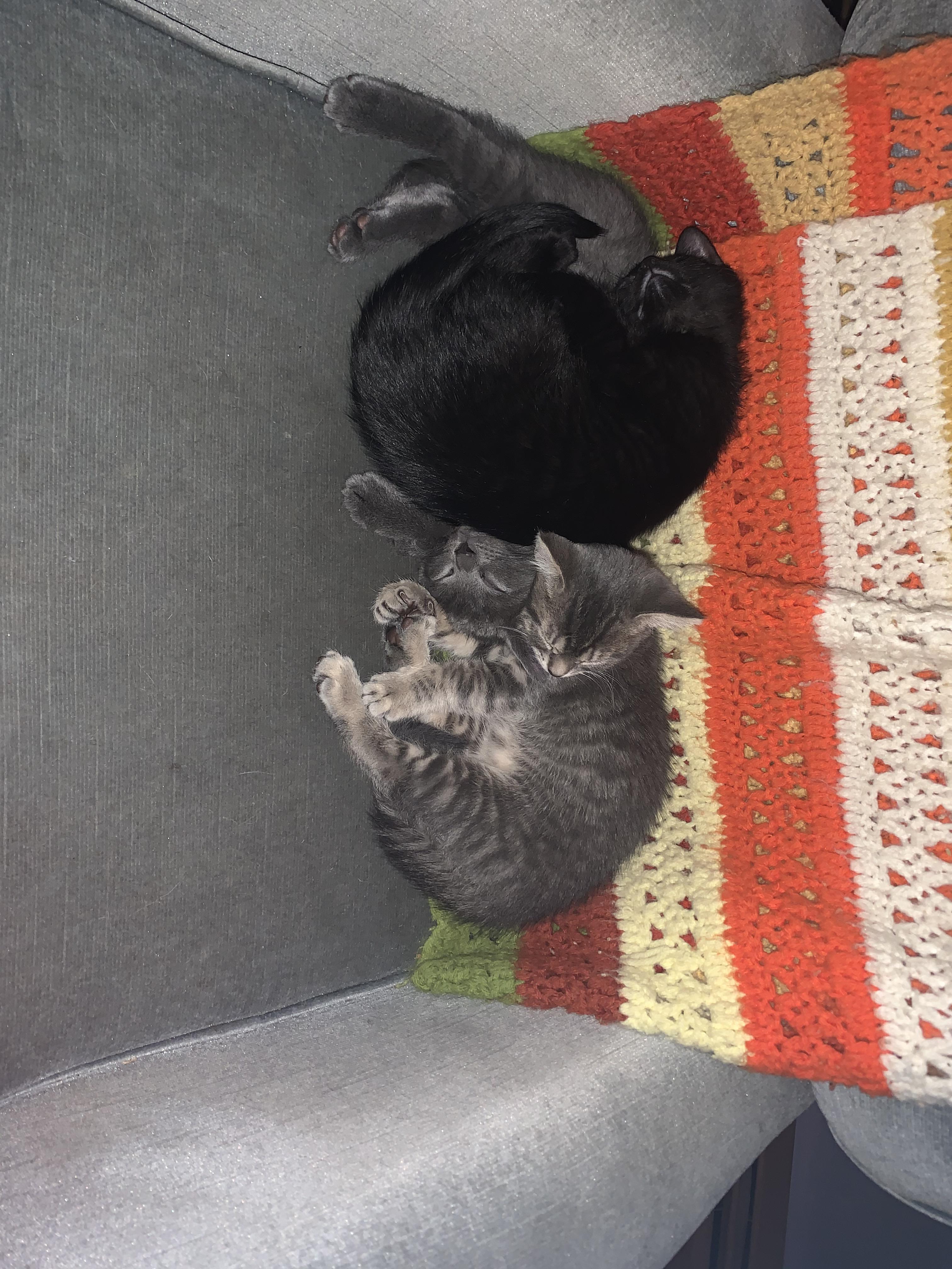 Kitten cuddle puddle! | Scrolller