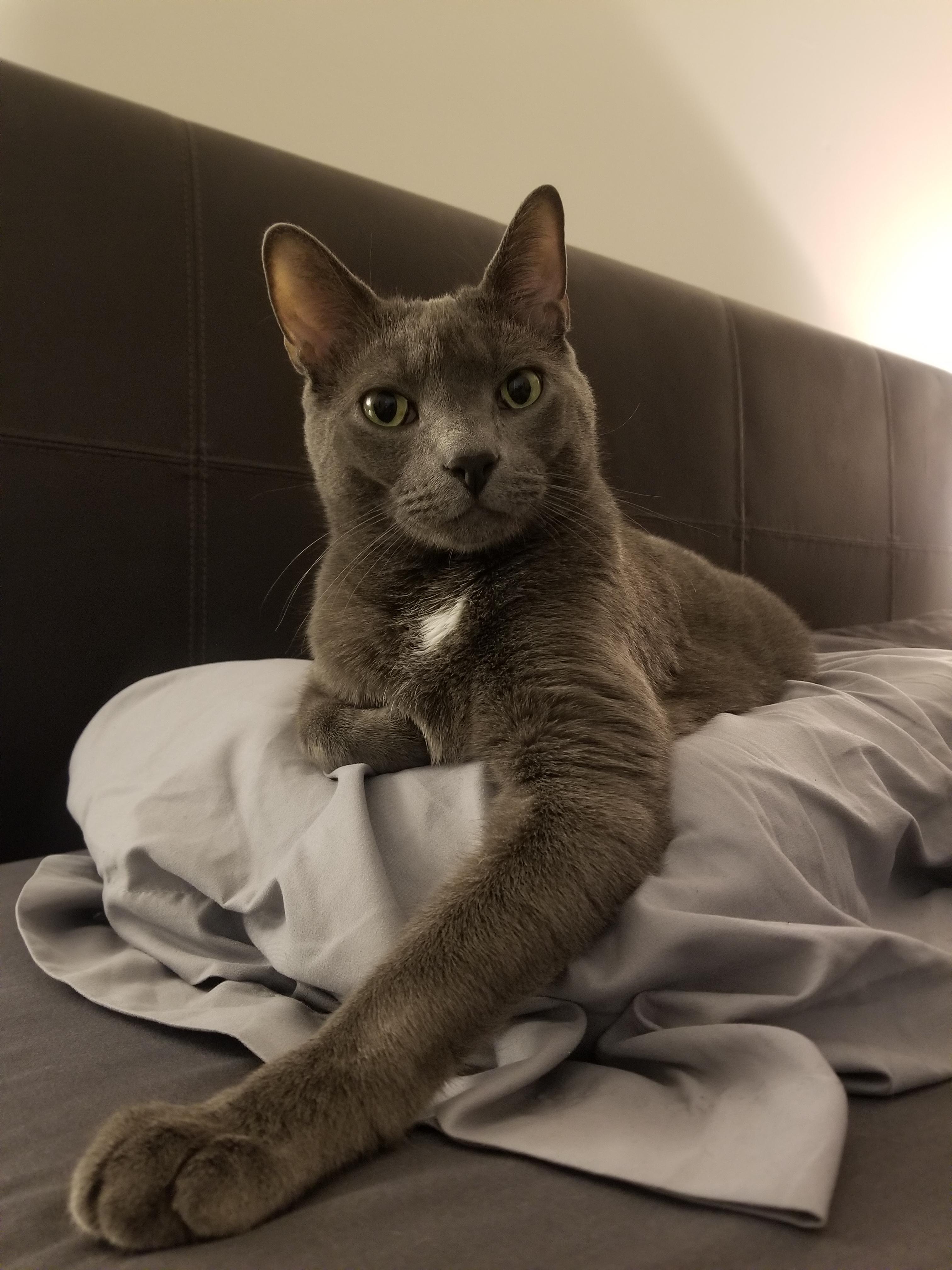 Kitten On My Pillow | Scrolller