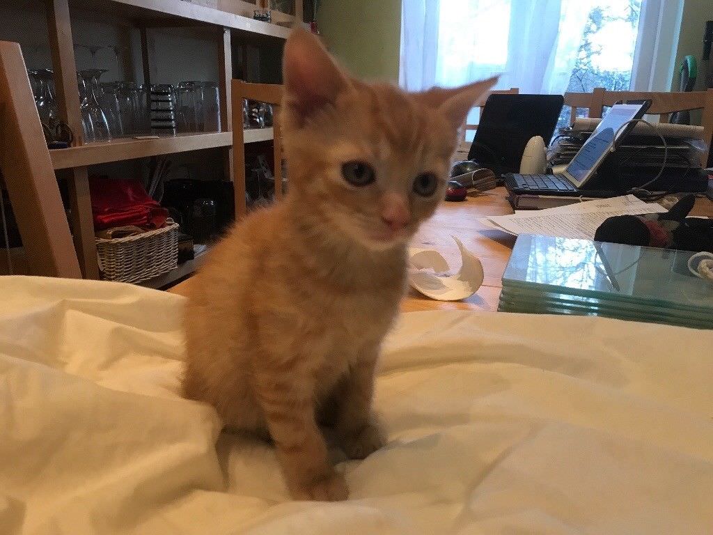 Kitty Scrolller