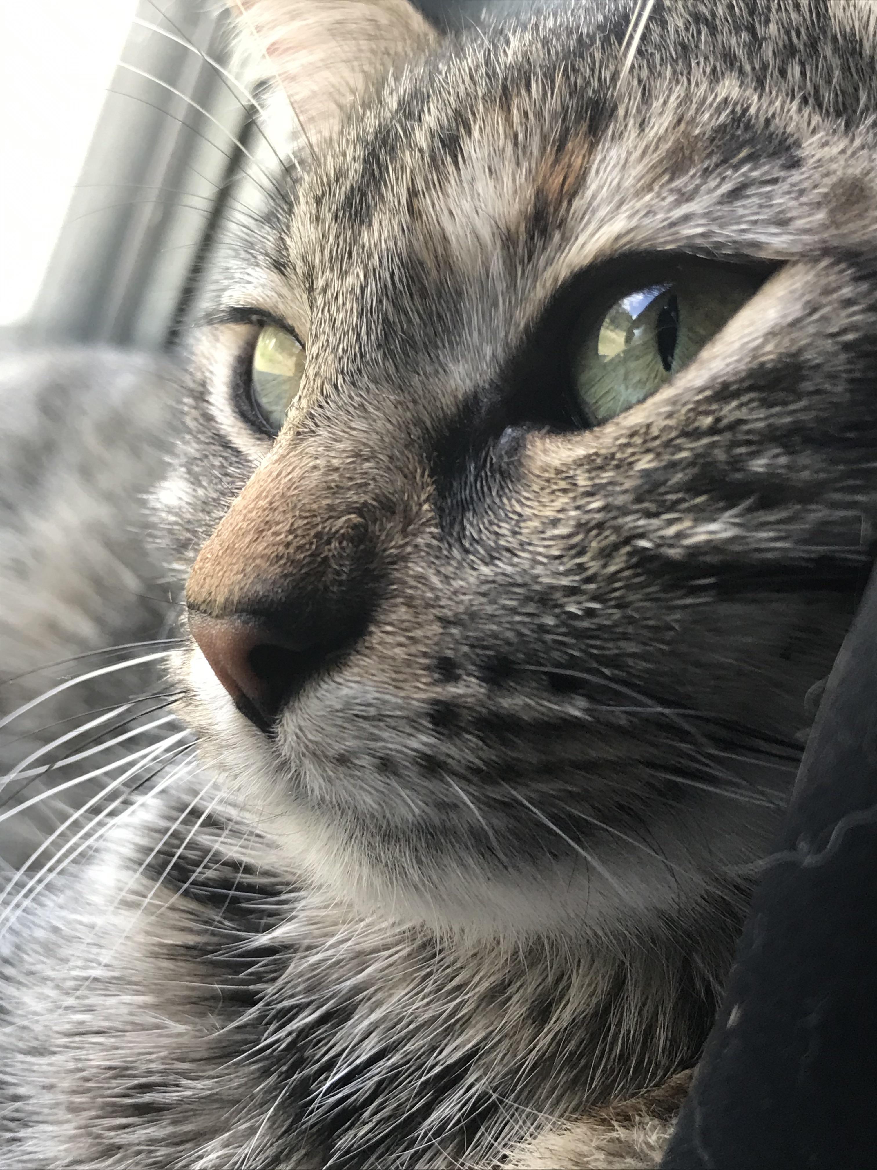 Kitty Scrolller