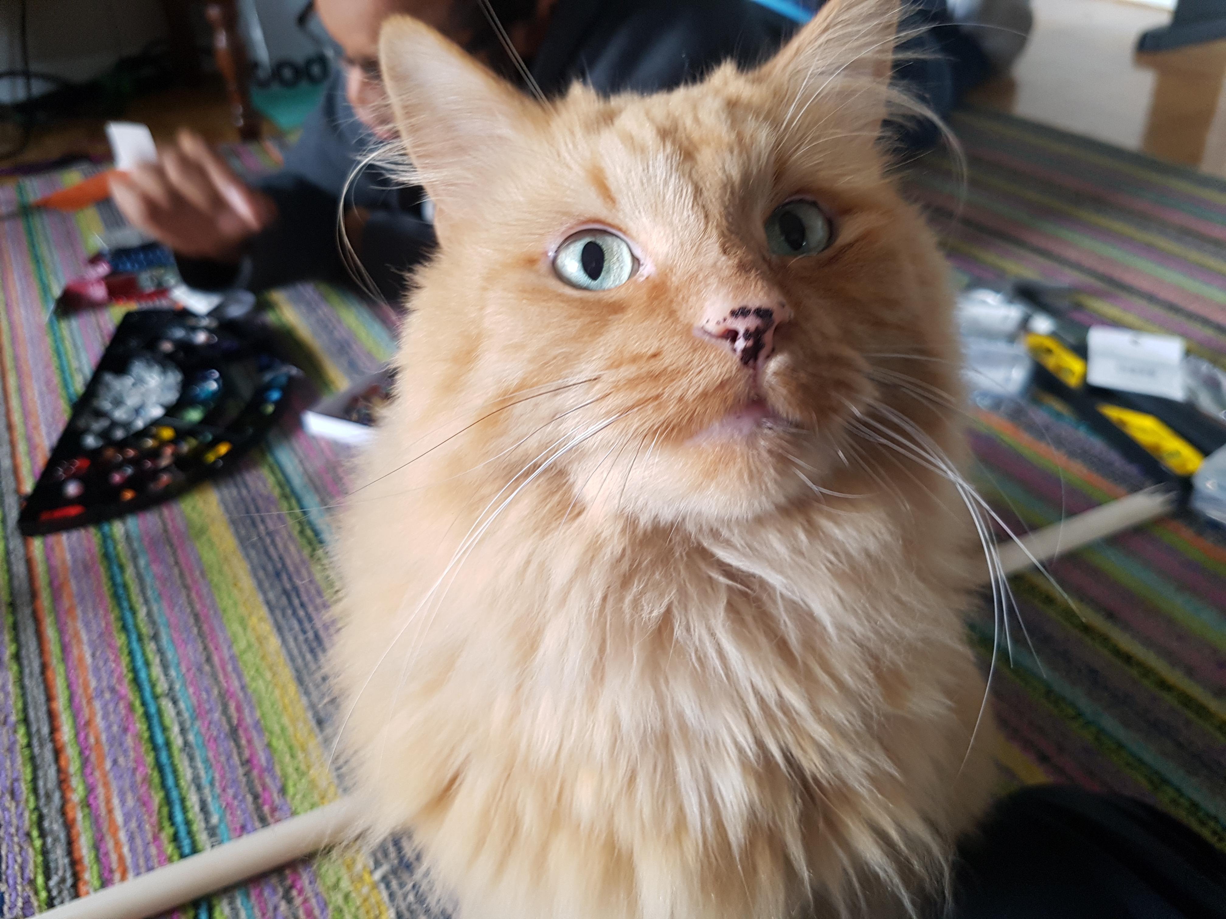 Kitty Scrolller
