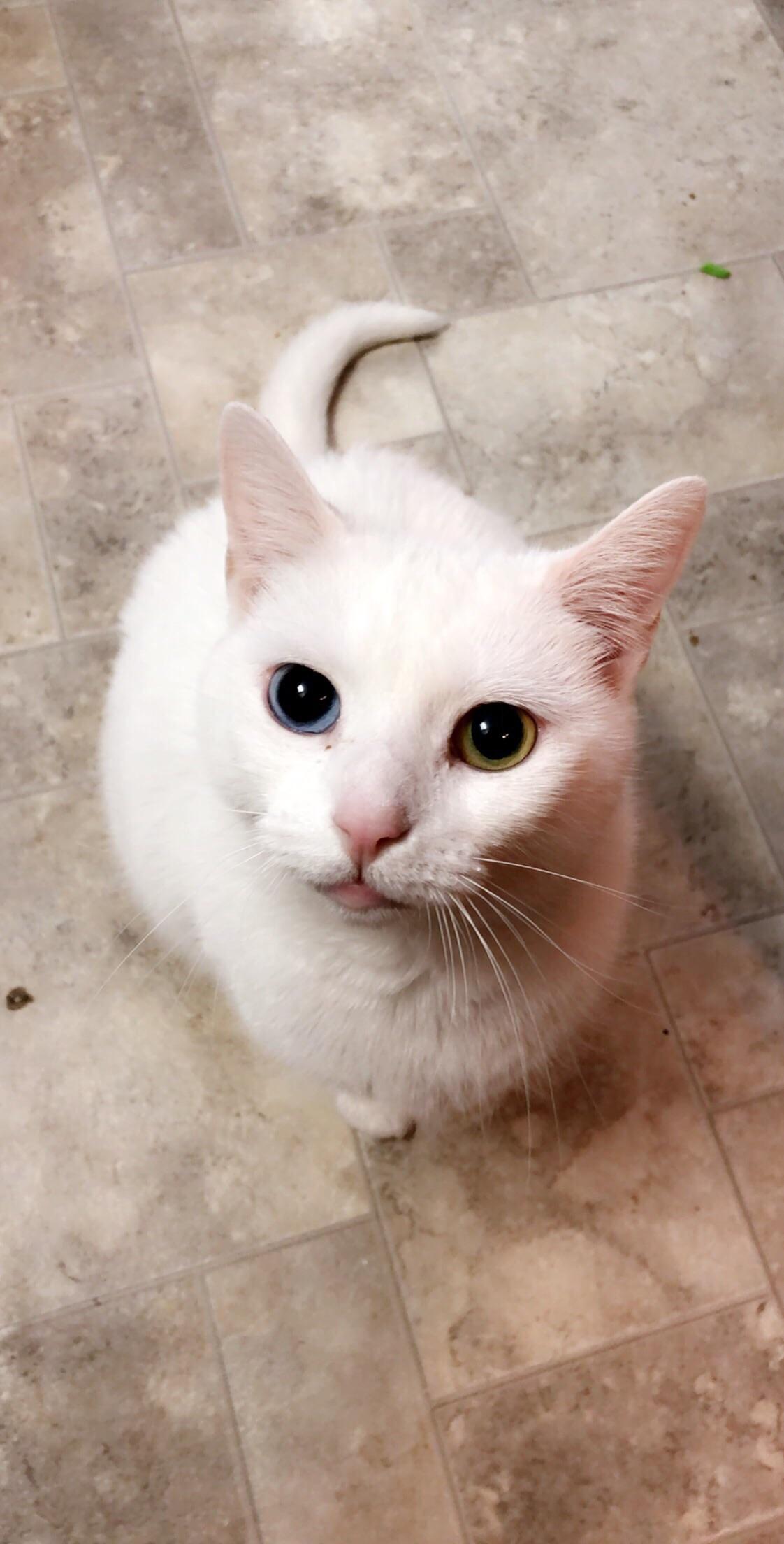 Kitty Scrolller
