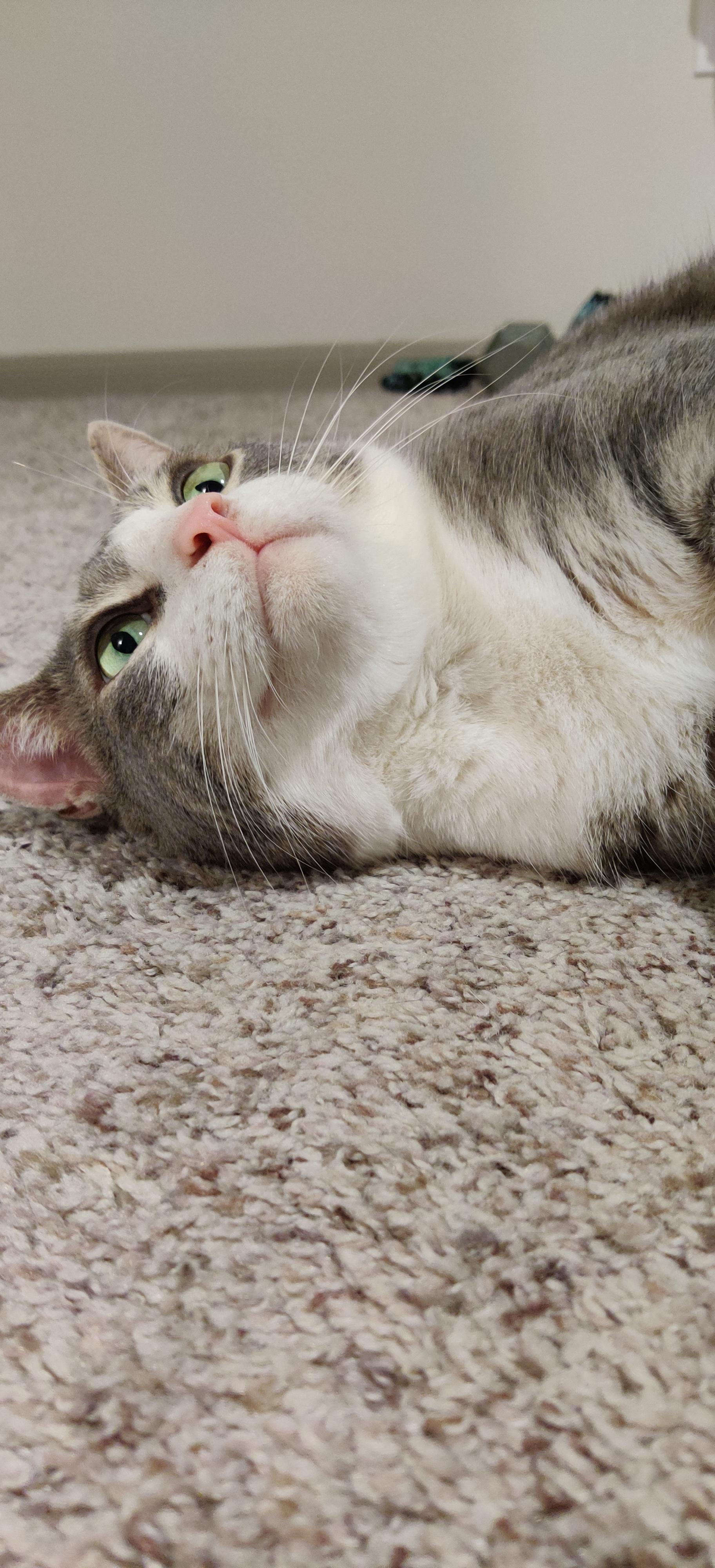 Kitty Scrolller