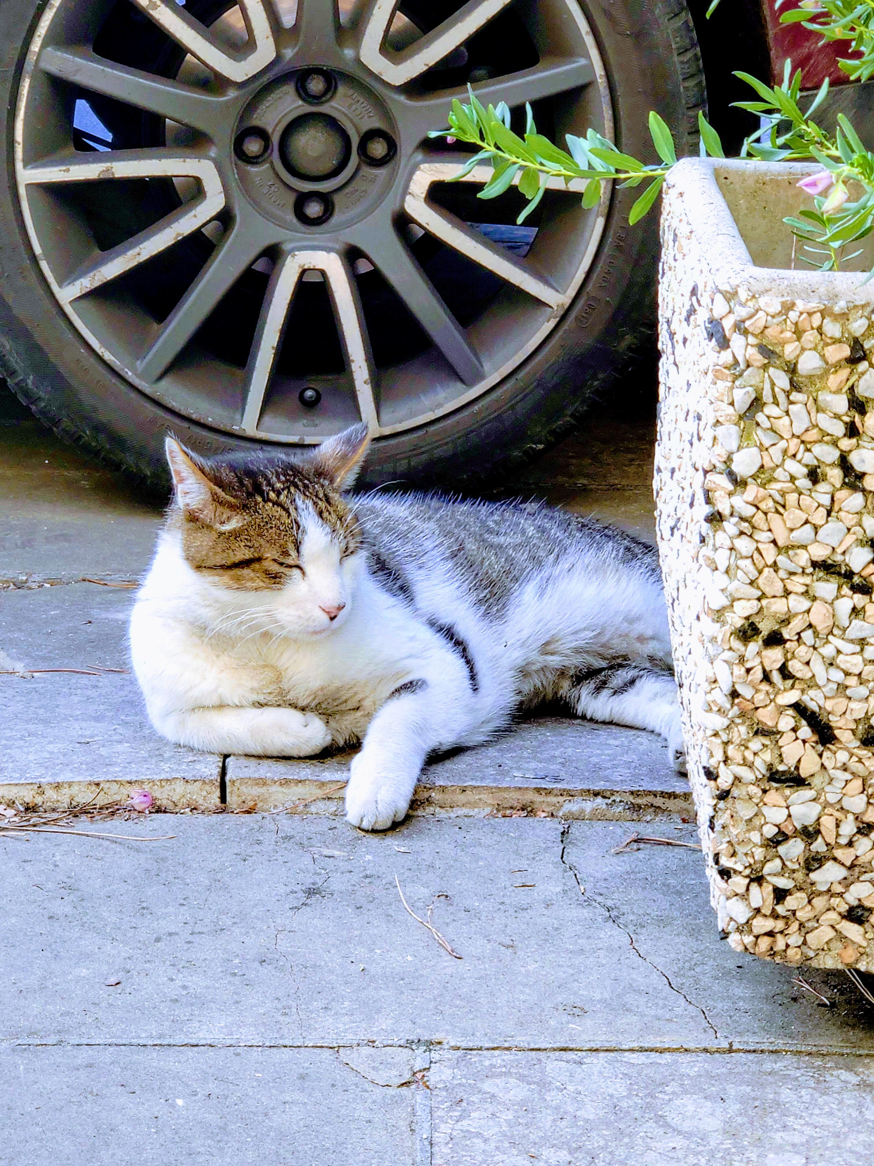 Kitty Scrolller