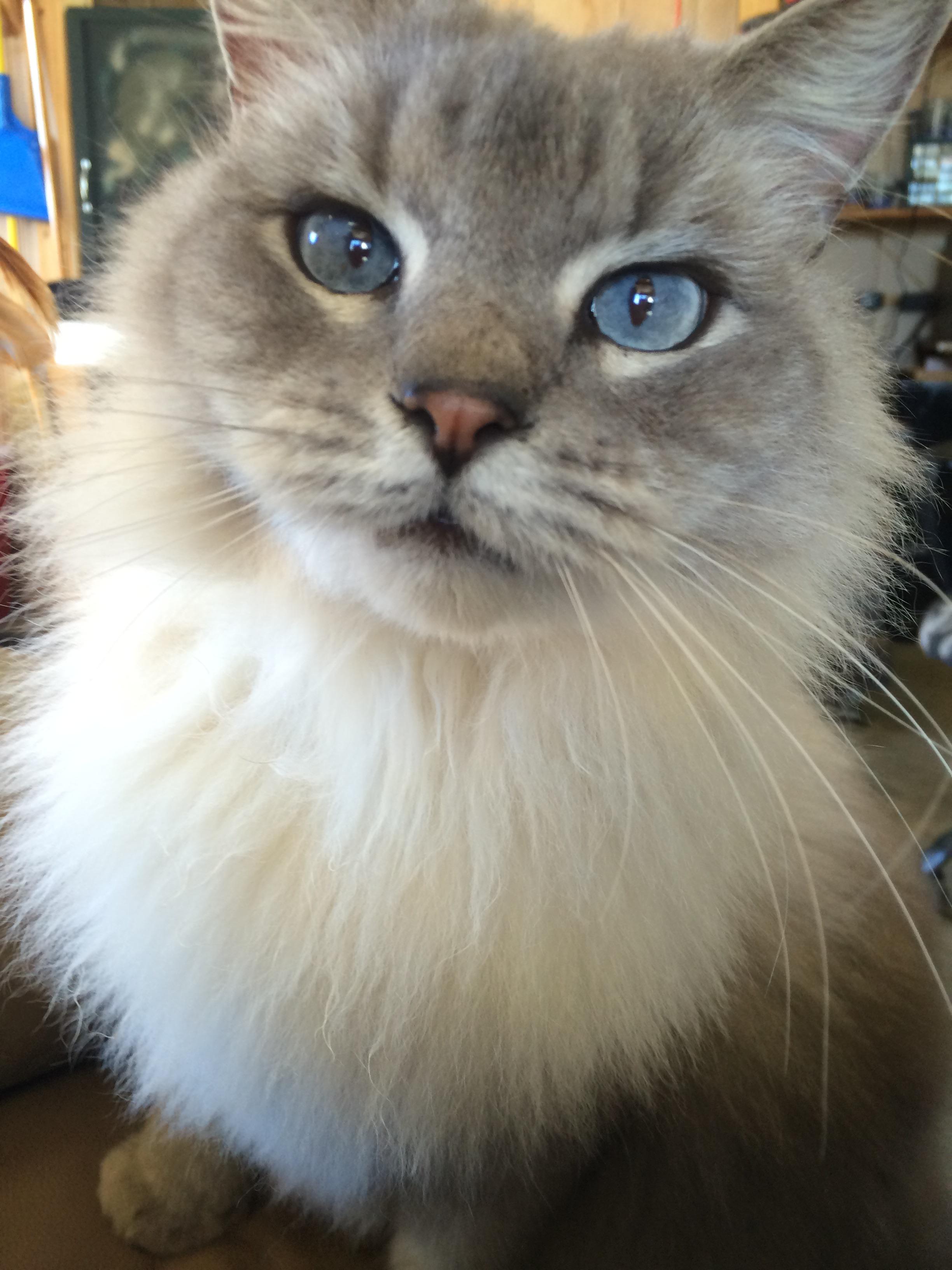 Kitty Scrolller