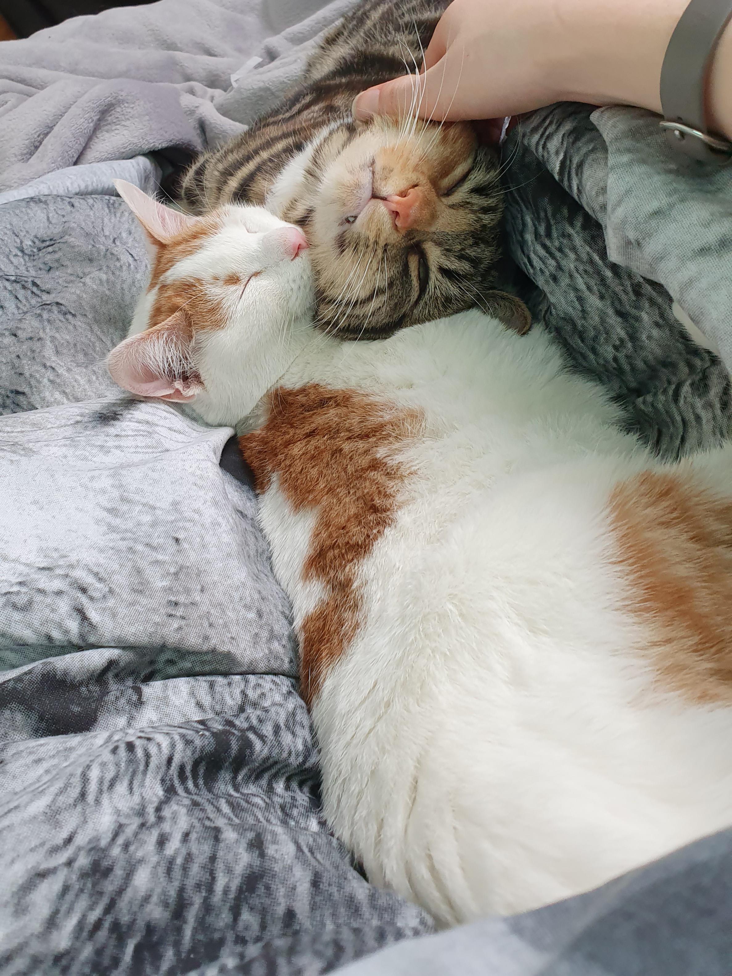 Kitty cuddles | Scrolller