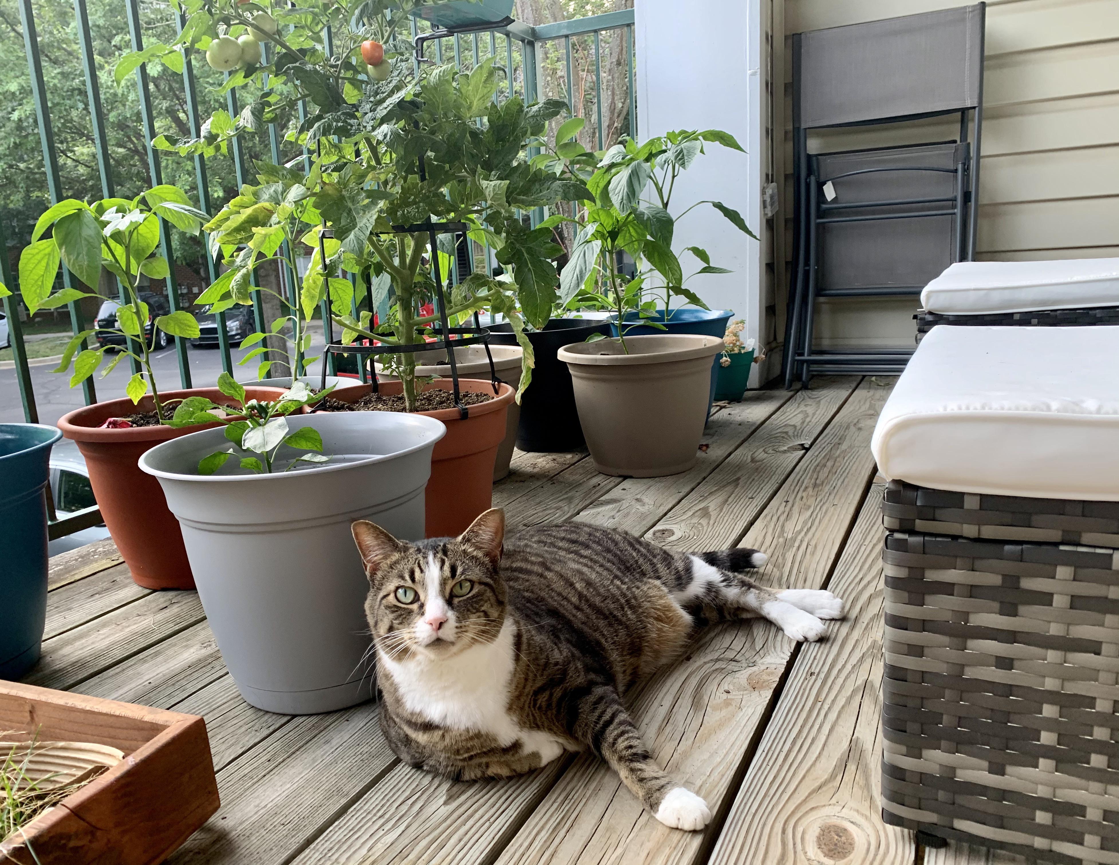 Kitty enjoying the patio garden | Scrolller