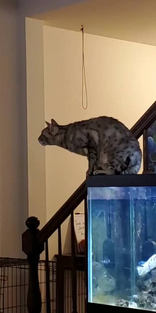 Kitty has laser like focus | Scrolller