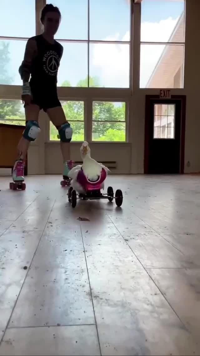 Kiwi the disabled duck is learning to walk again with the help of her wheelchair and she has ...