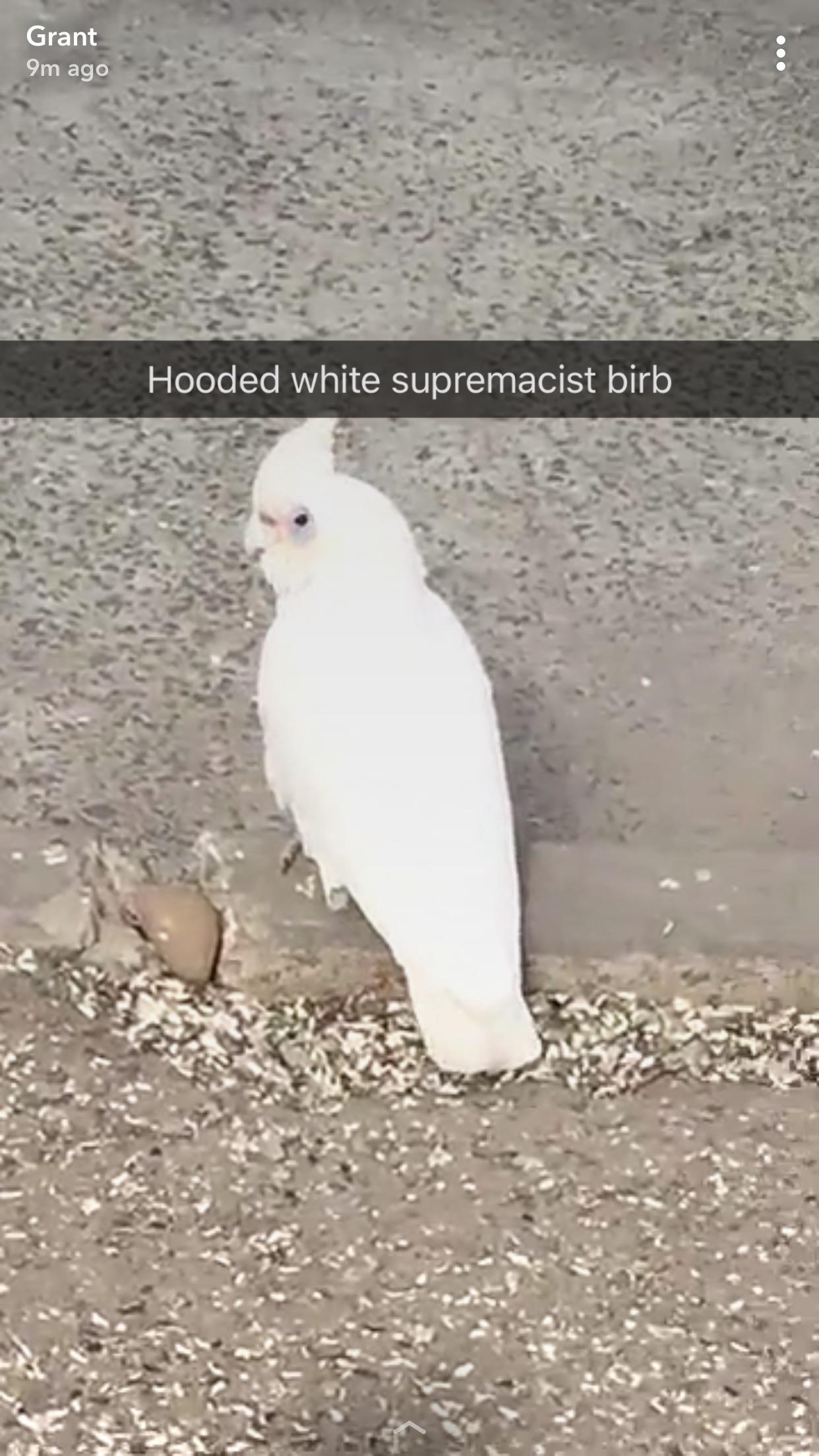 Kkk birb | Scrolller