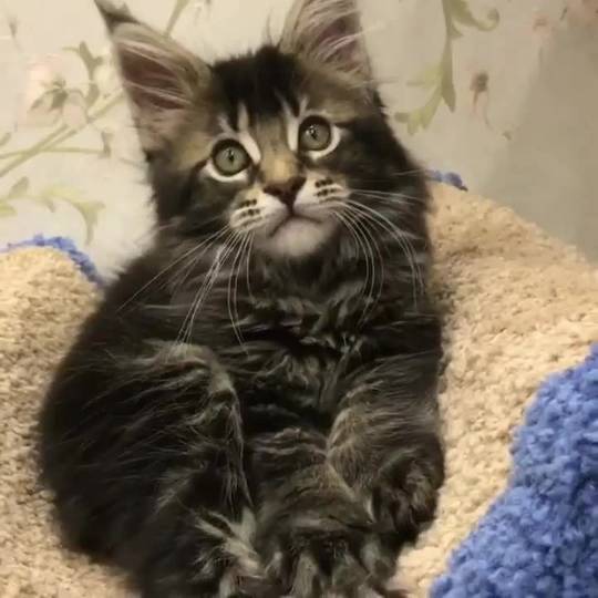 Kneady little kitten | Scrolller