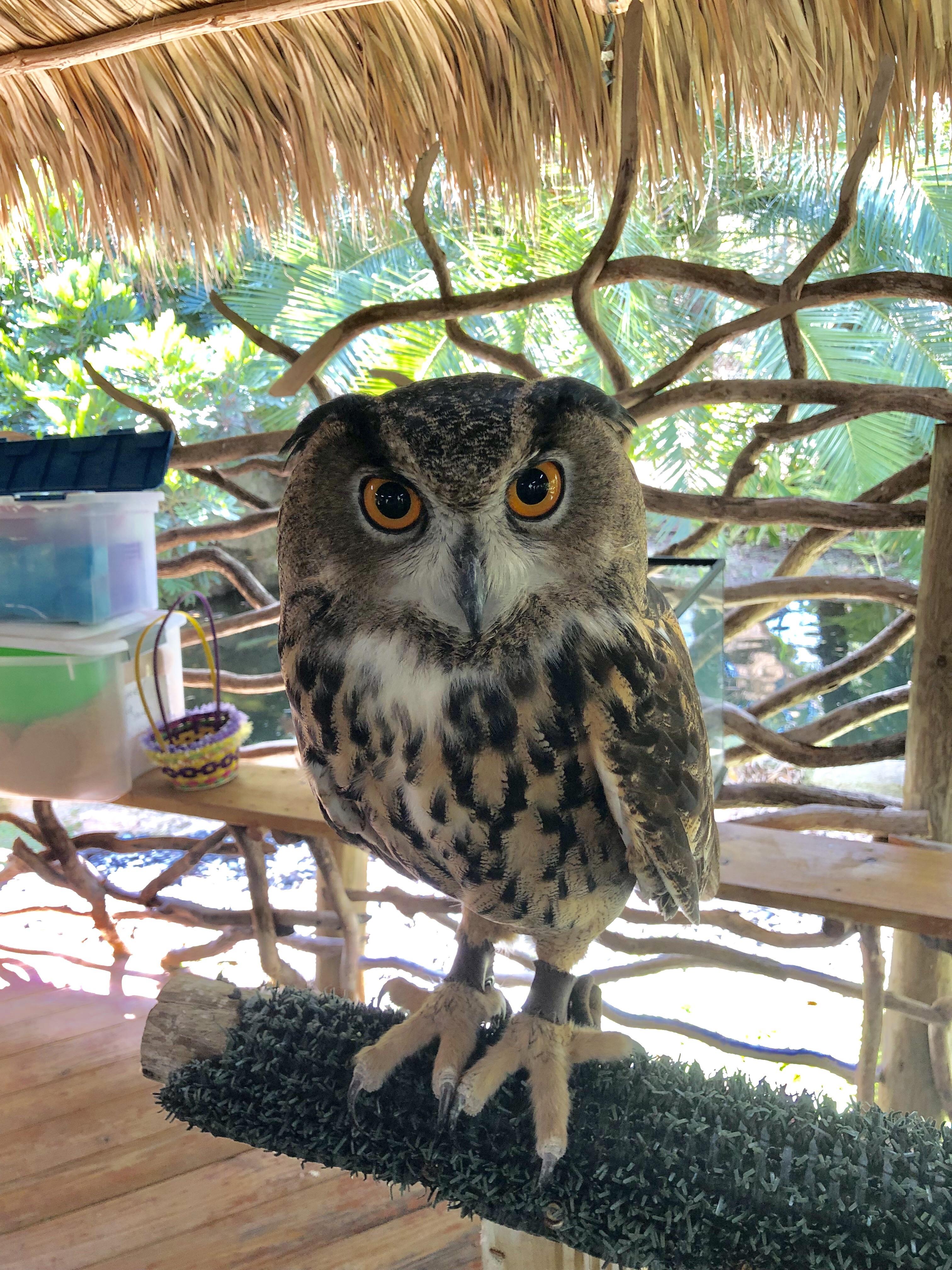Knocked one of the bucket list for my birthday this year. Meet Hank the Eurasian Eagle Owl ...