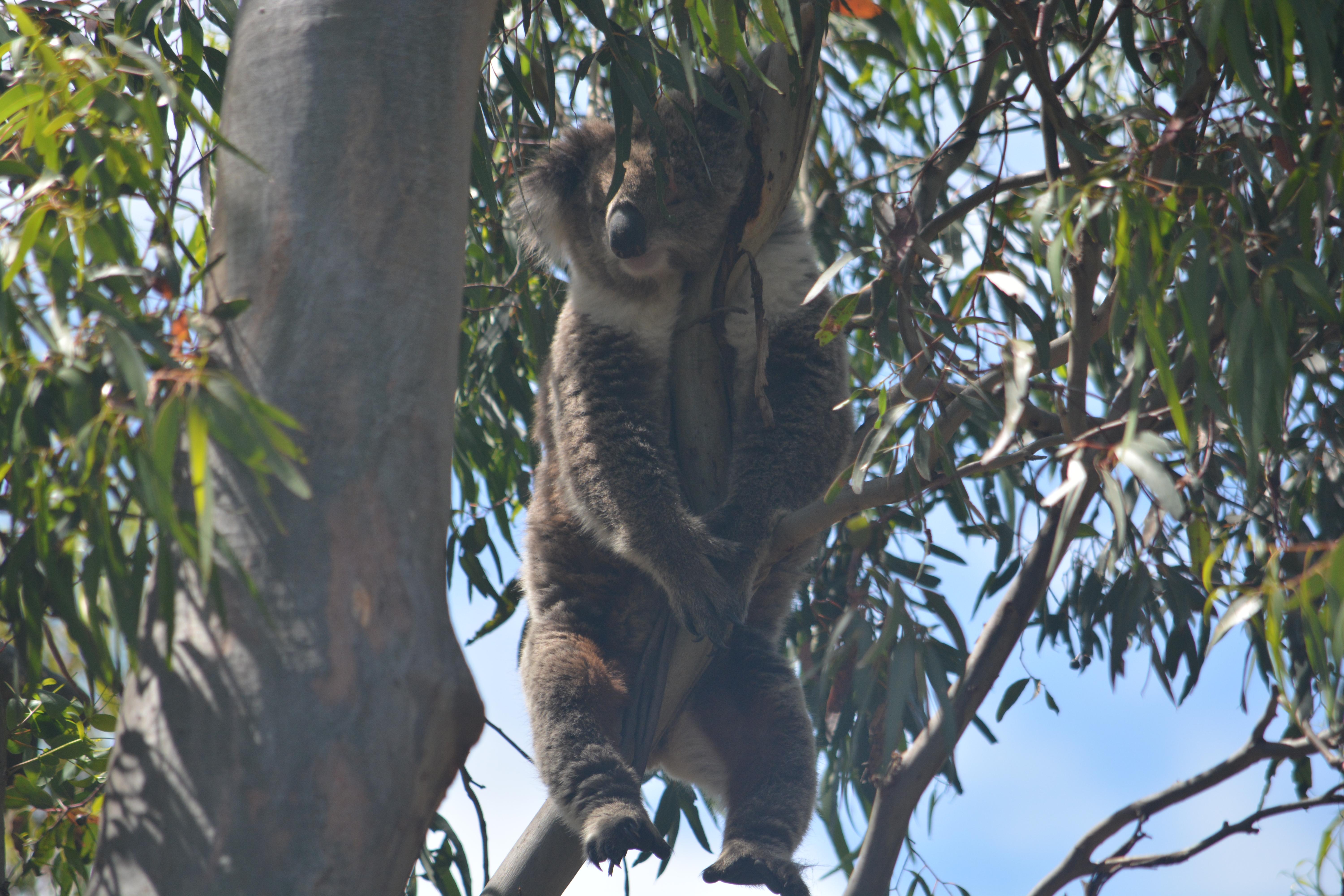 Koala Beating the Heat | Scrolller