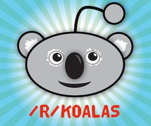 Koalas! | Scrolller