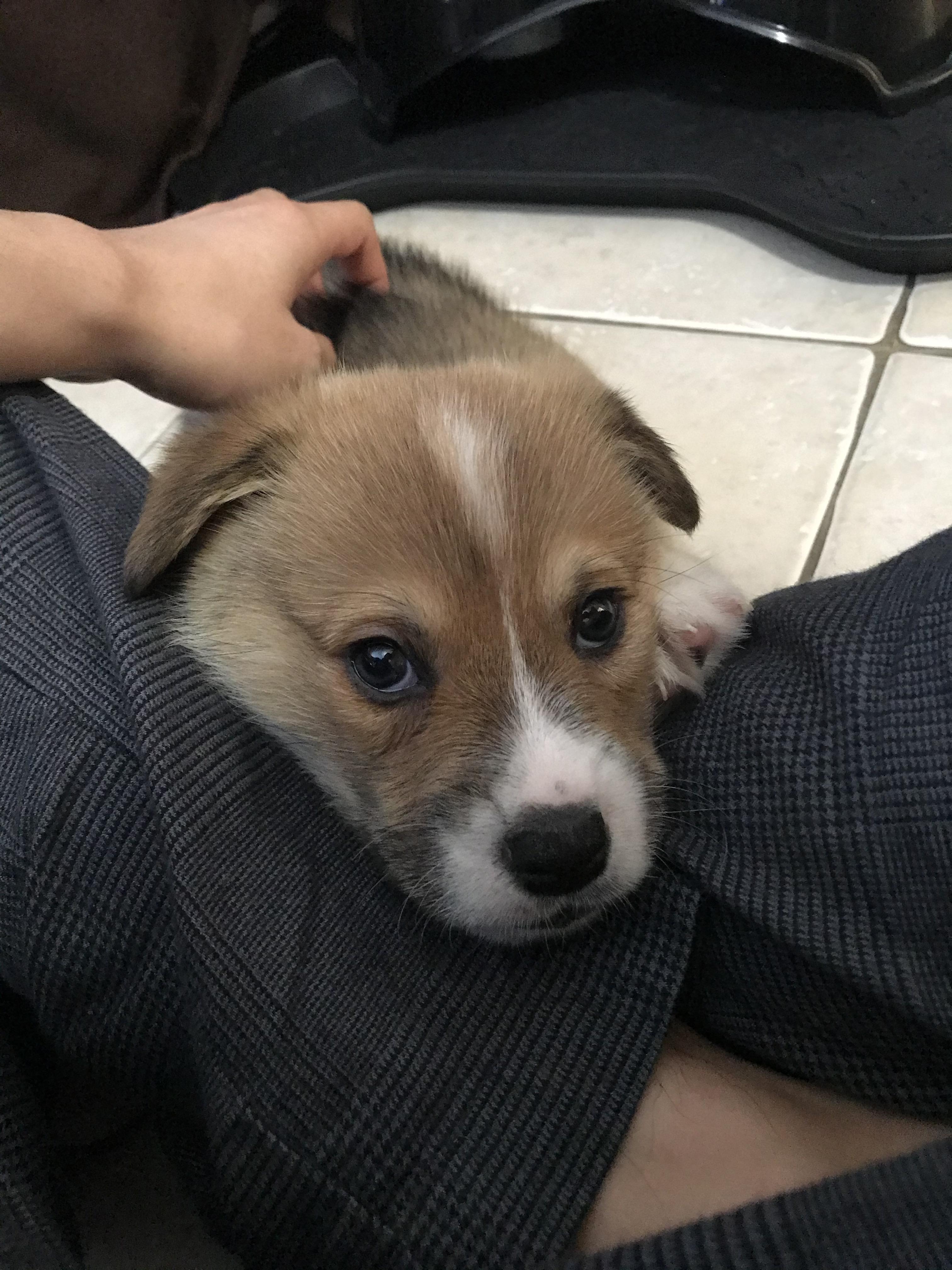 kodi the floppy eared boy is tired after an hour of playtime | Scrolller