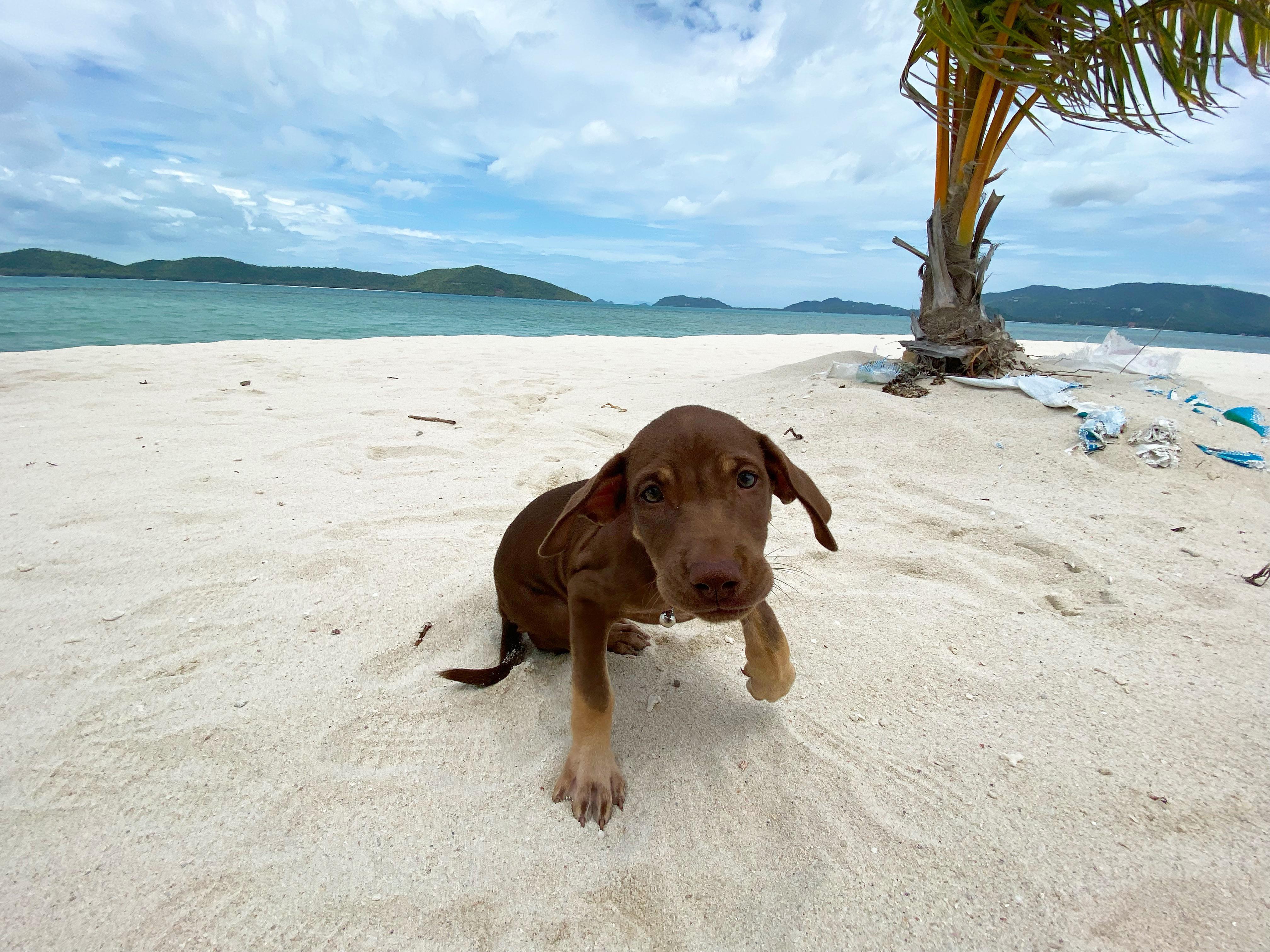 Koh Matsum puppy love | Scrolller
