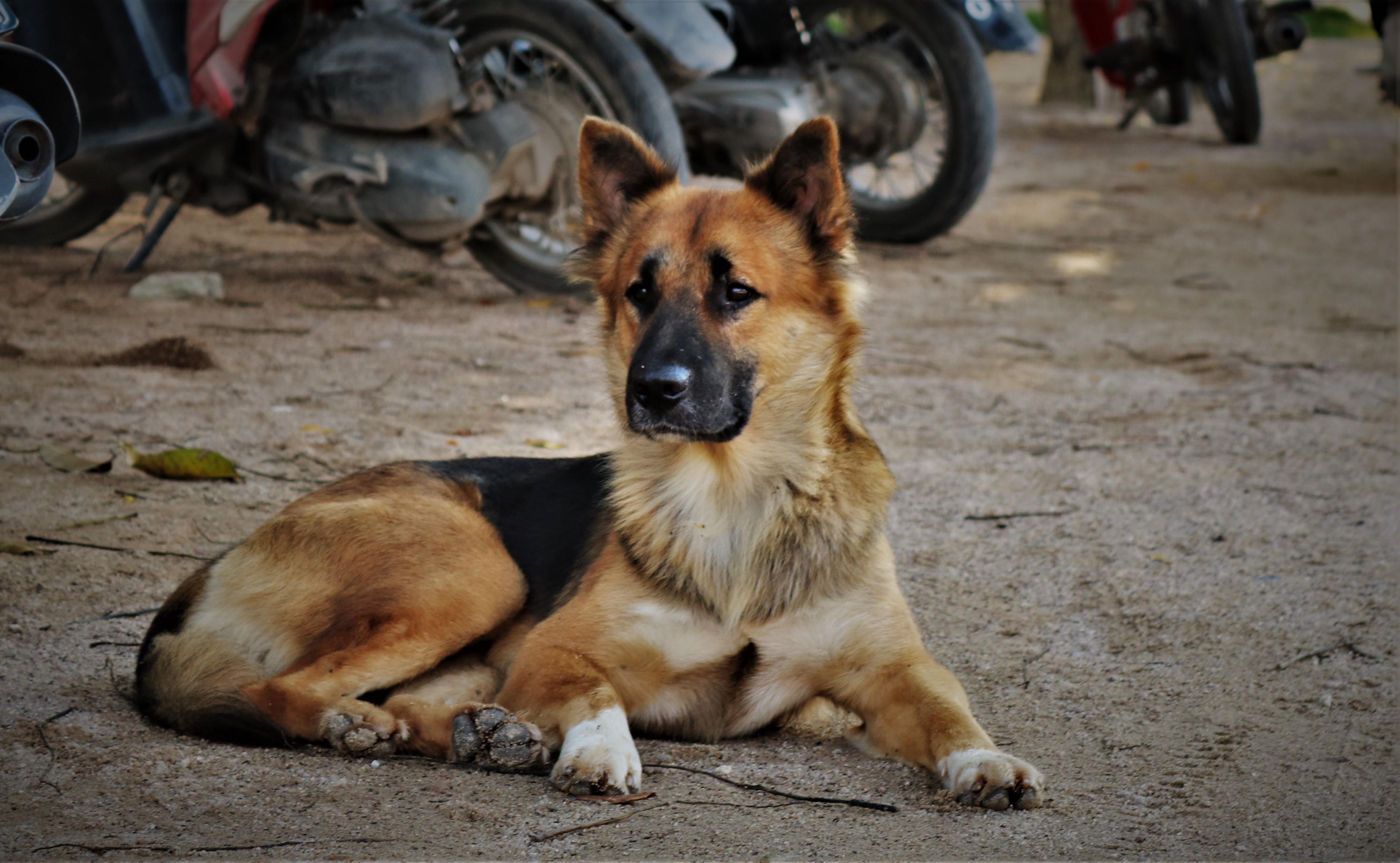 Koh Tao Thailand. He lived next to my hut on this beautiful island. | Scrolller