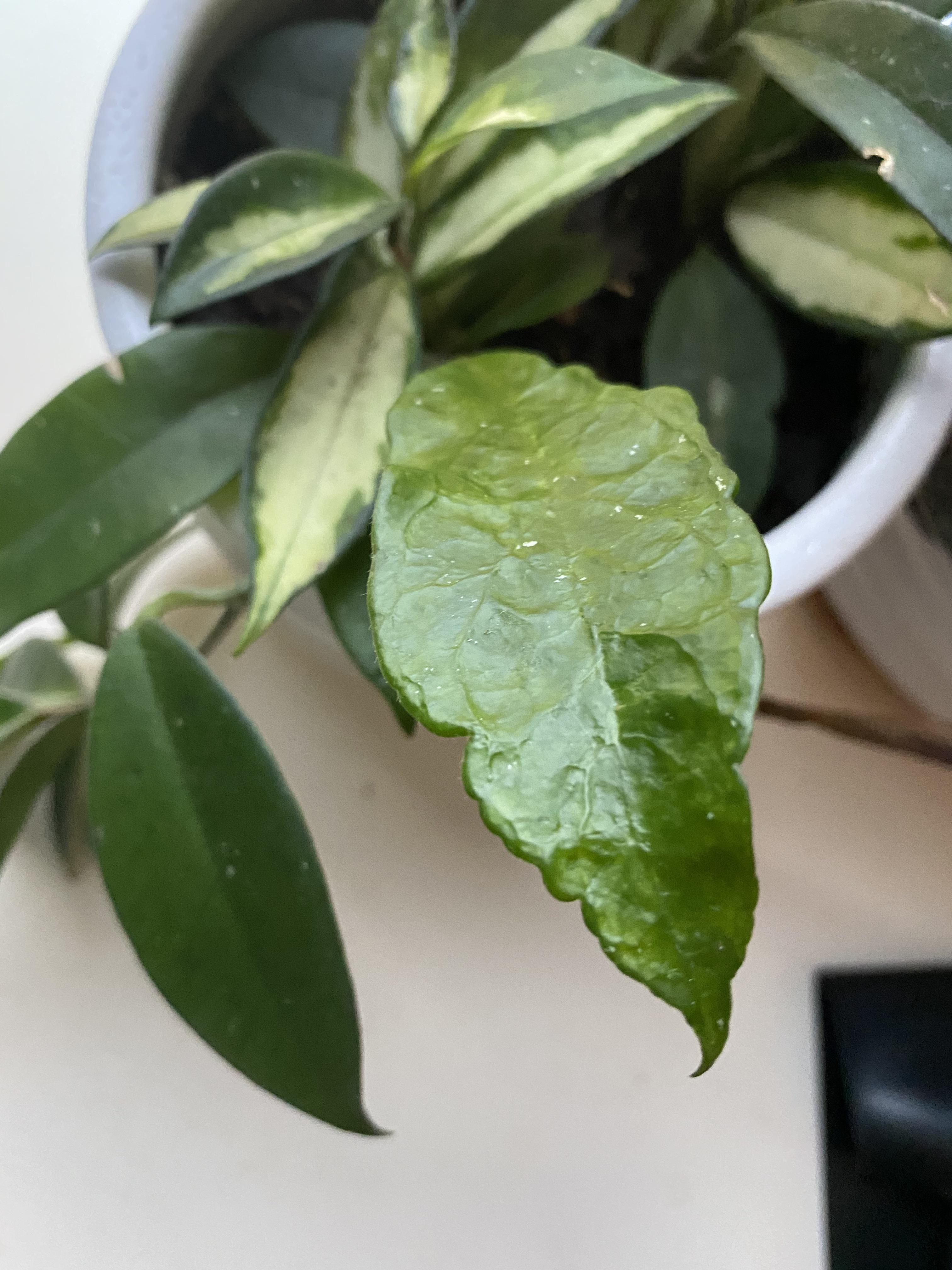 Krimson Princess spawns Wrinkled Leaf? | Scrolller