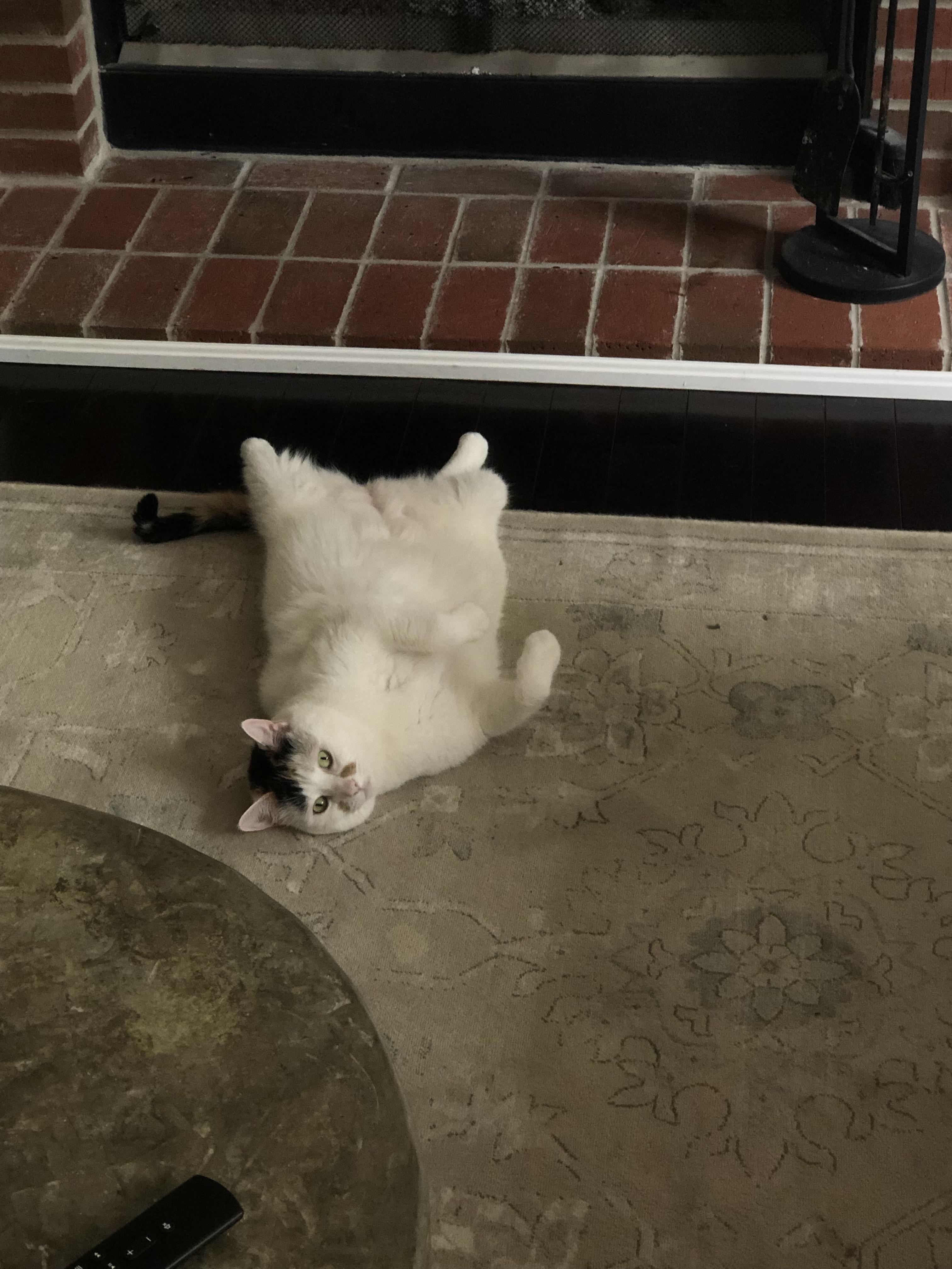 Kung Fu Chonk | Scrolller