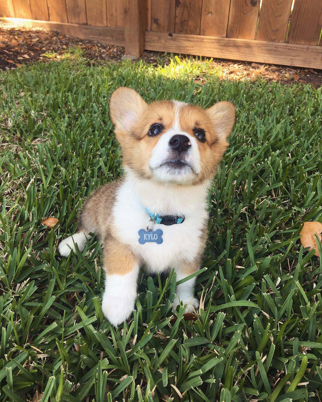 Kylo is learning that shake = treat | Scrolller