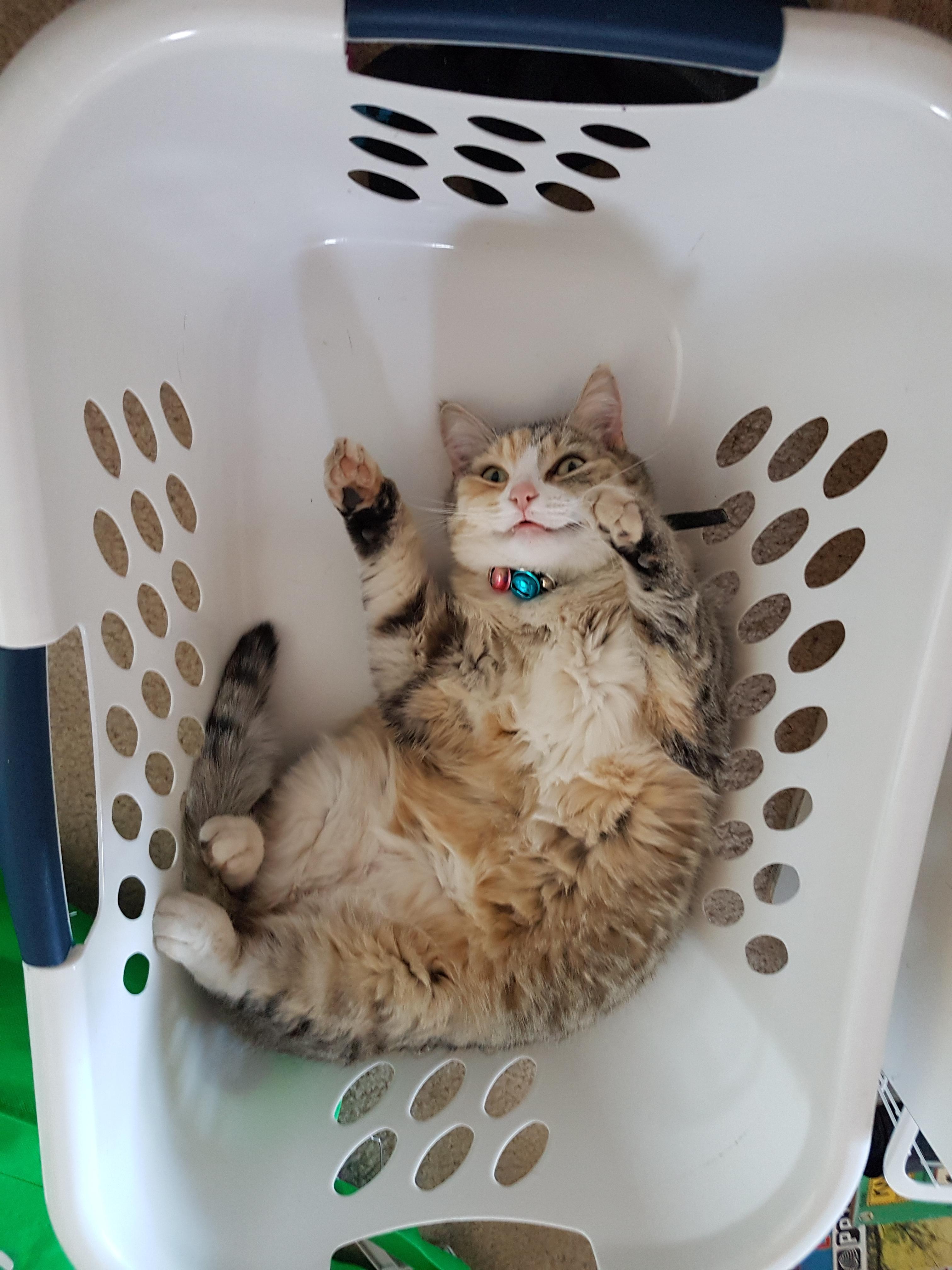 Lacy the chunky monkey with her pretty smile. | Scrolller