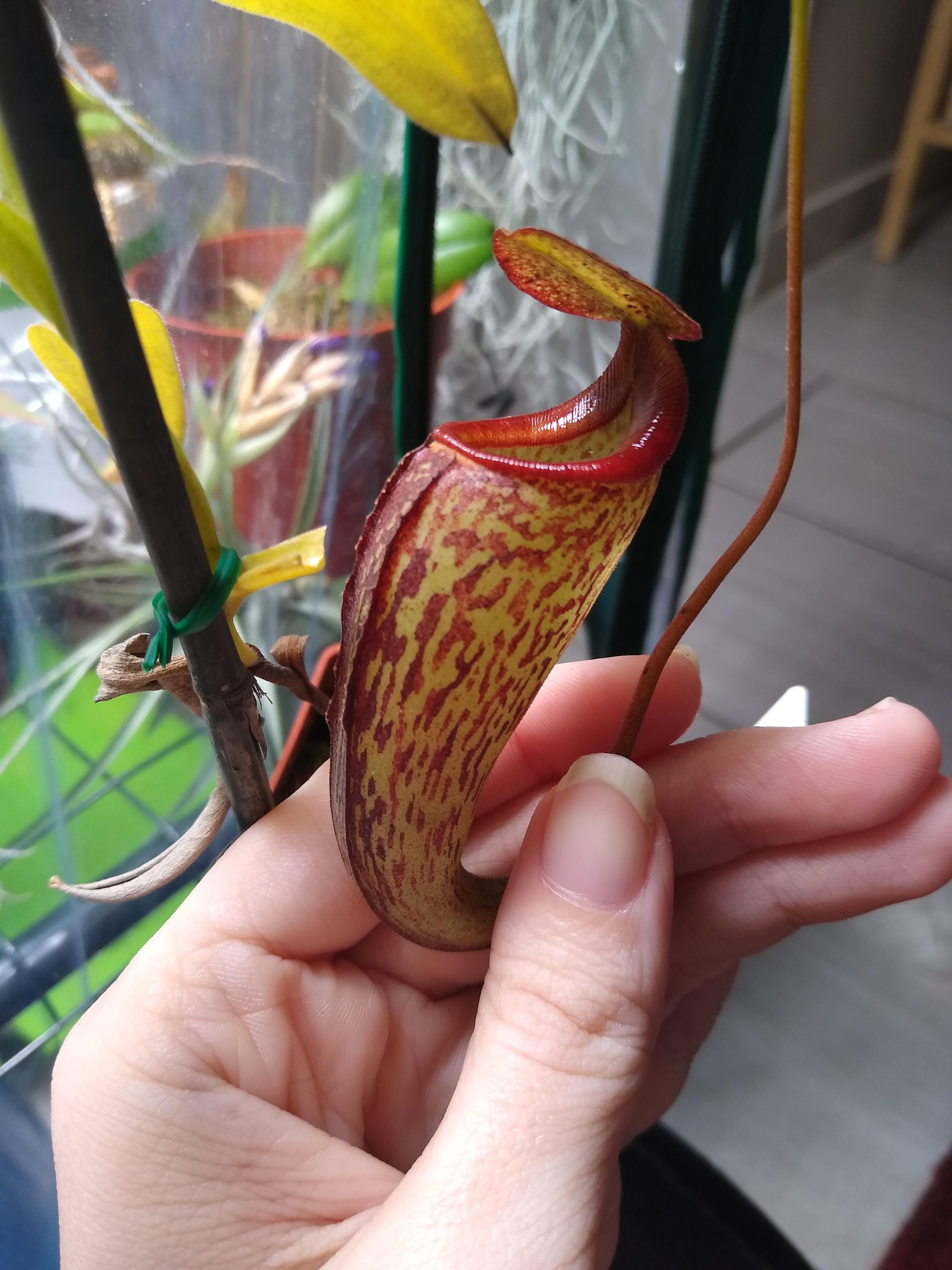 Lady Pauline upper pitcher | Scrolller