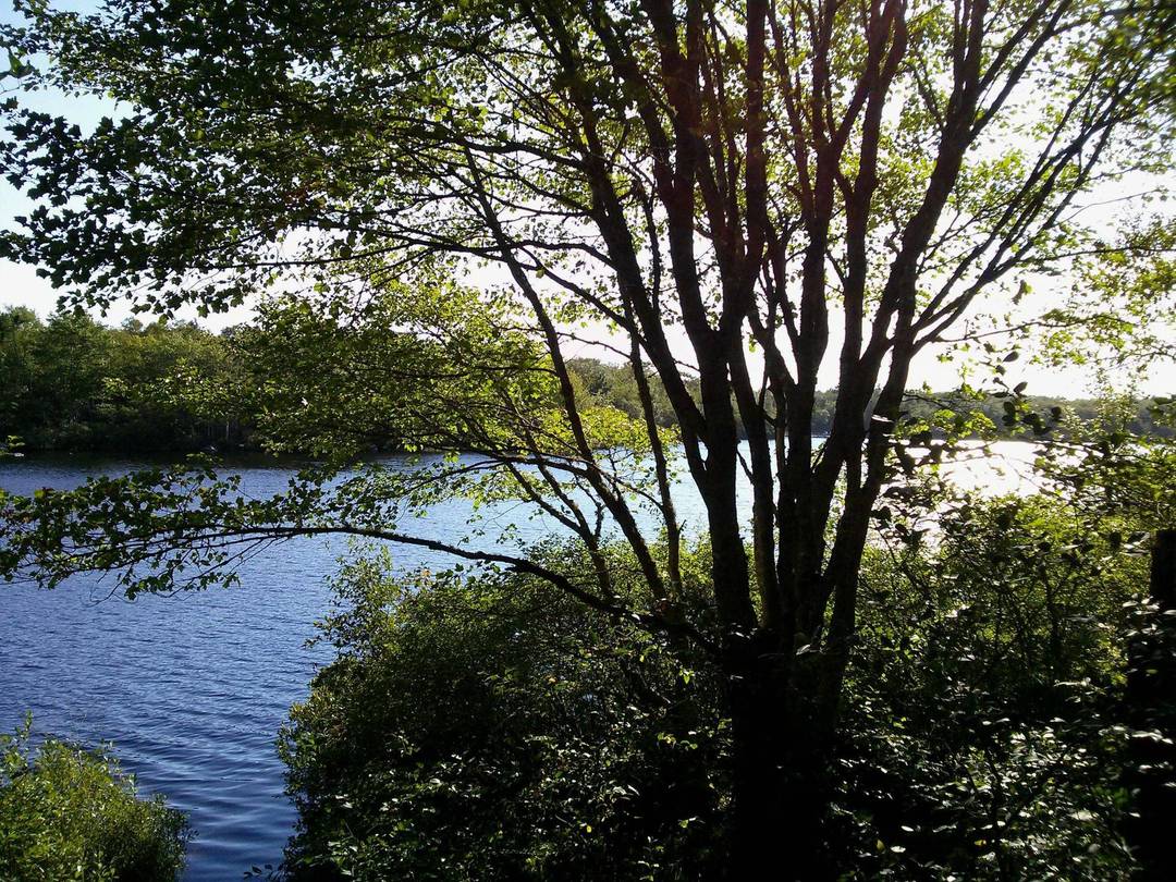 Lakeside maple tree on a hot summer day in Nova Scotia [OC] [1958x1469] | Scrolller