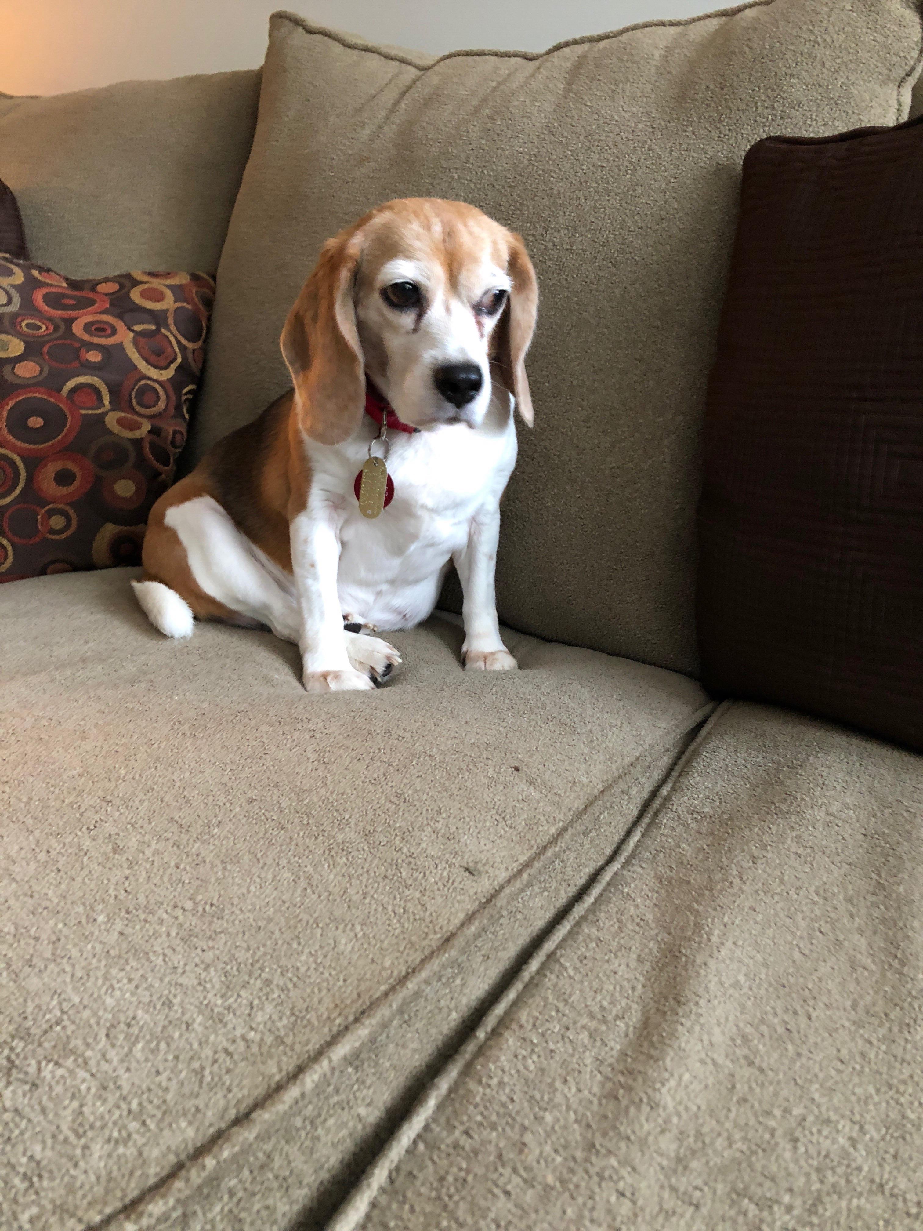 Lana the tiny beagle | Scrolller