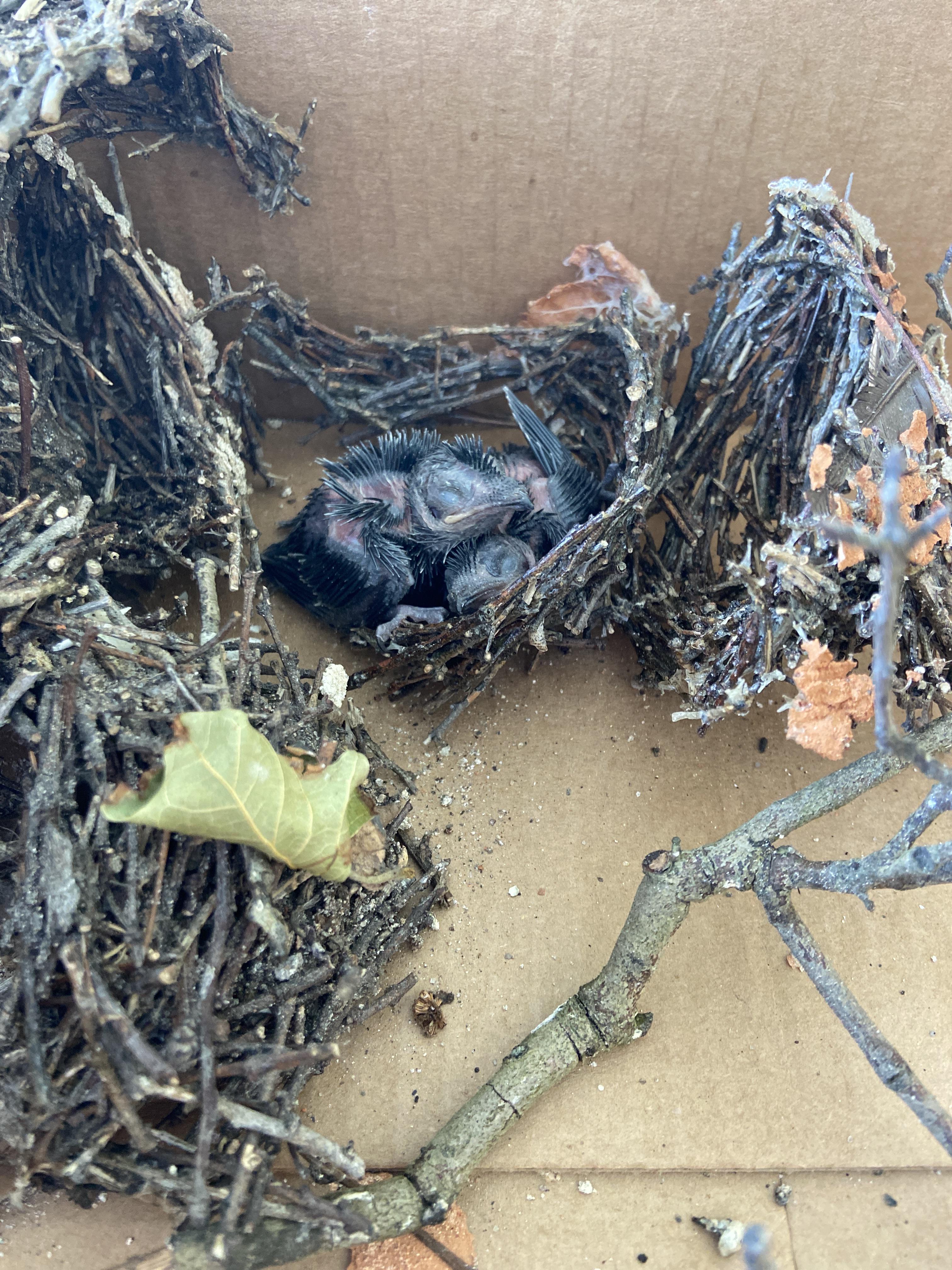 Larchmont Neighborhood: Baby Birds Fell Through Chimney. Who Can Help? | Scrolller