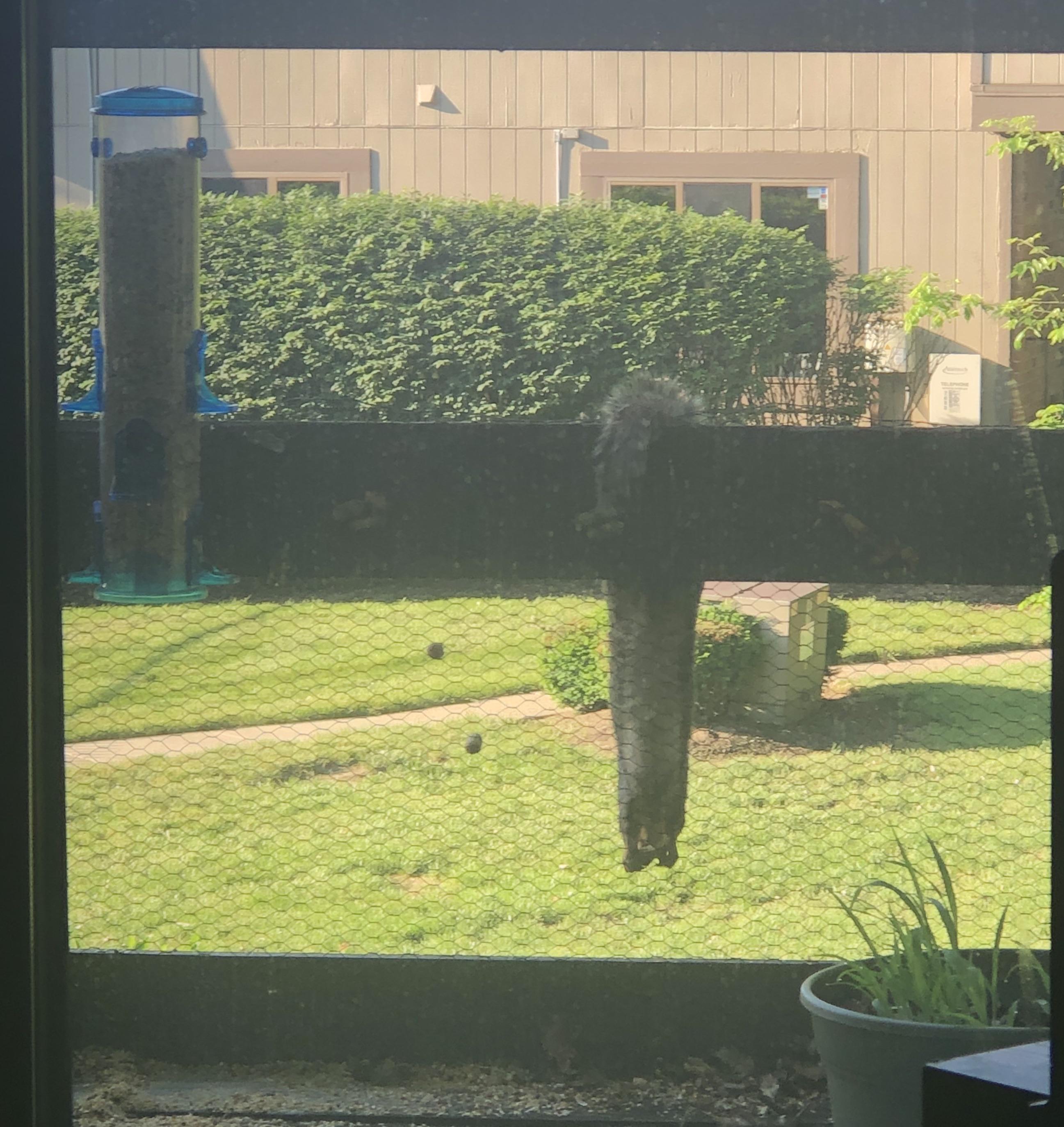 Lard ass upside down. | Scrolller