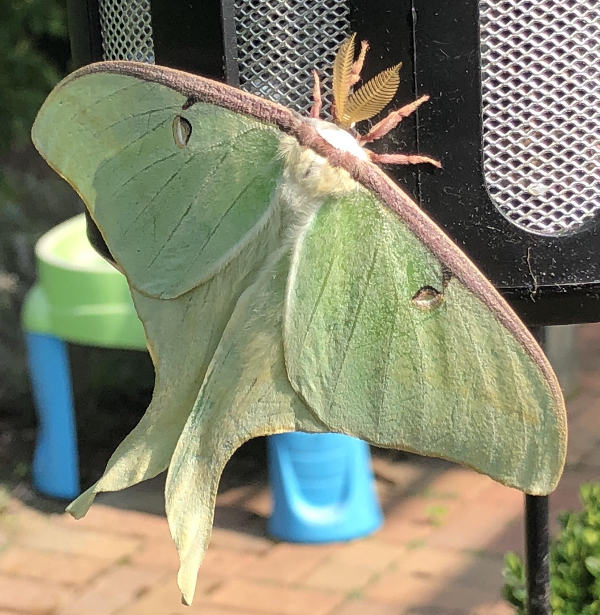 Large Luna Moth | Scrolller