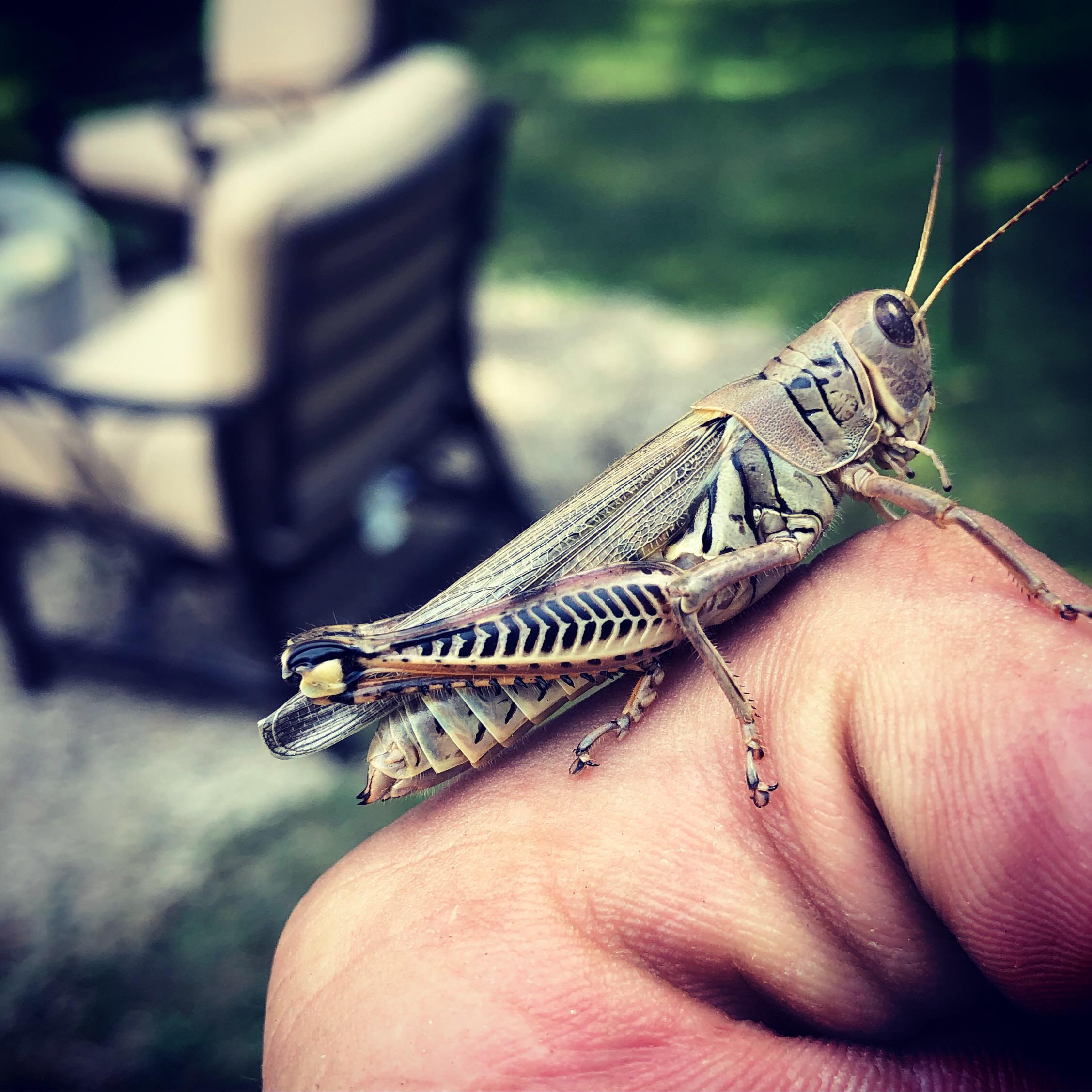 Last summer’s visitor. Grasshopper. | Scrolller