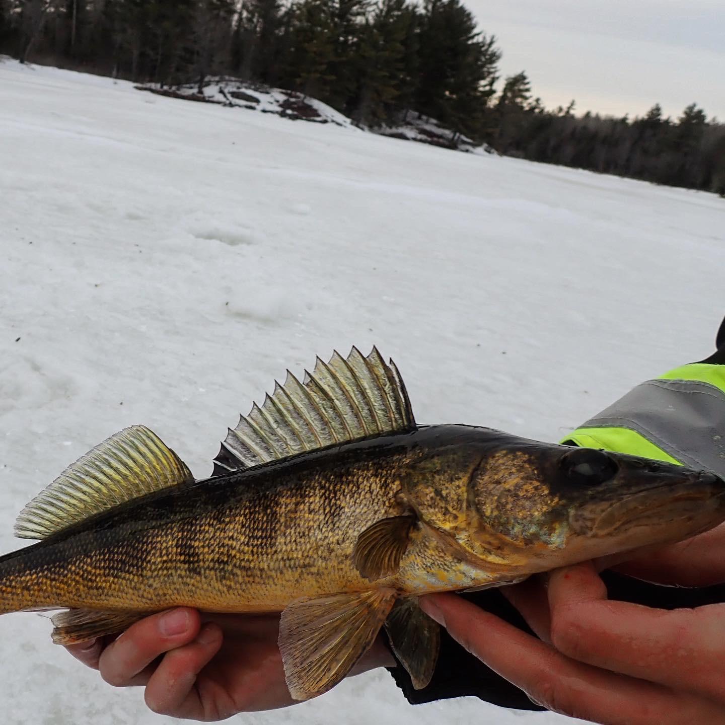 Late season walleye munch | Scrolller