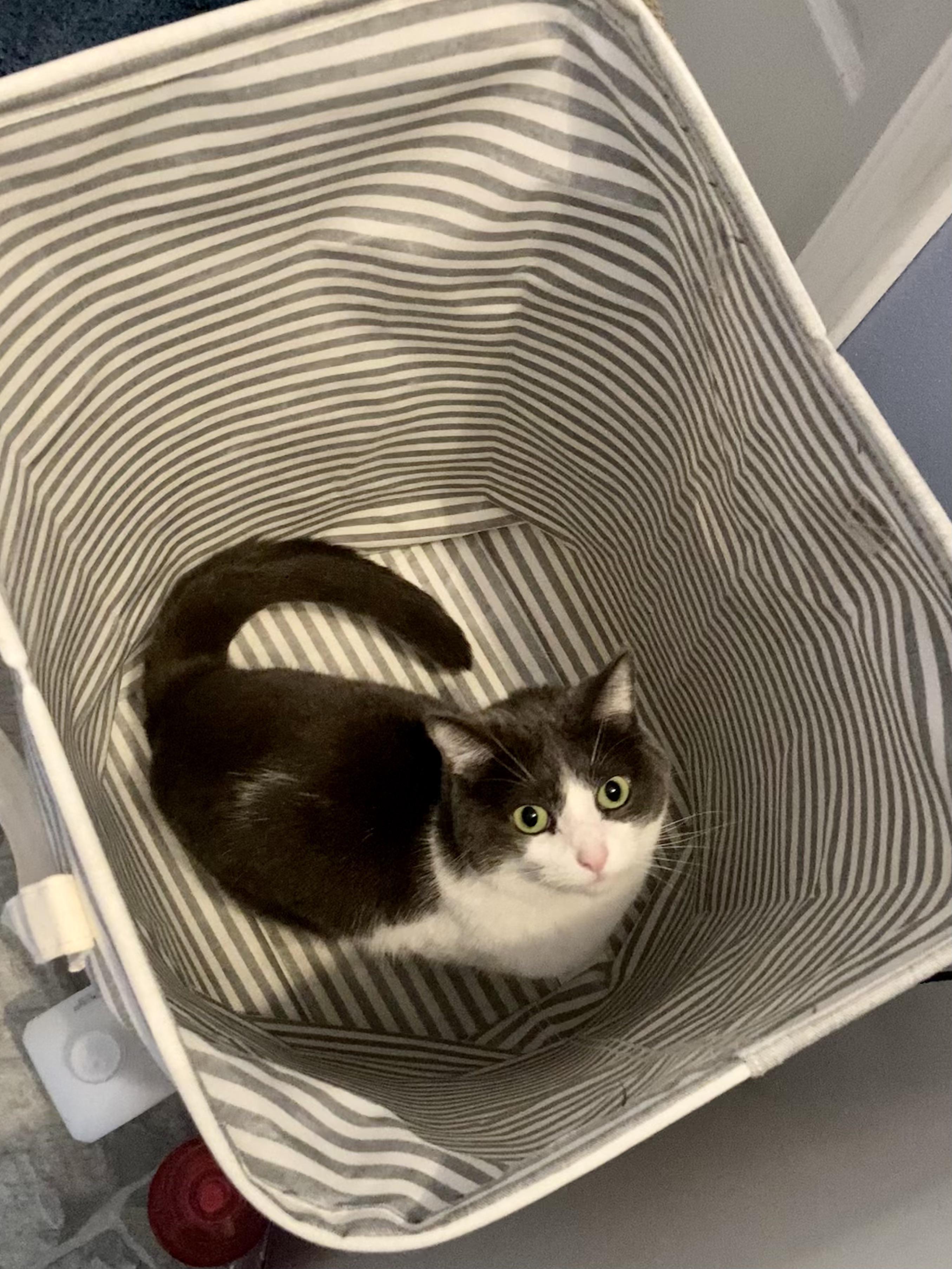 Laundry basket trap is highly effective | Scrolller