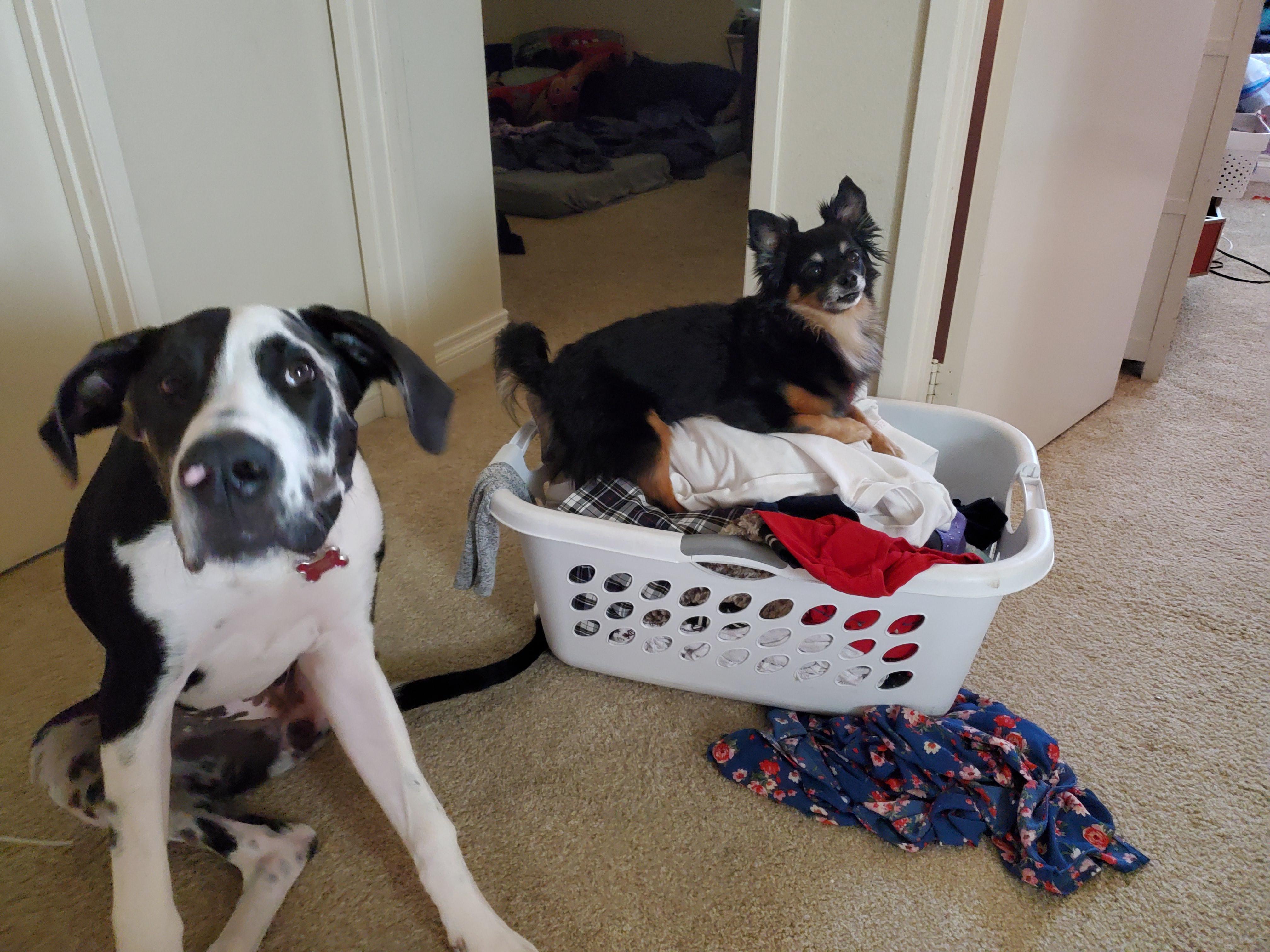 Laundry day. | Scrolller