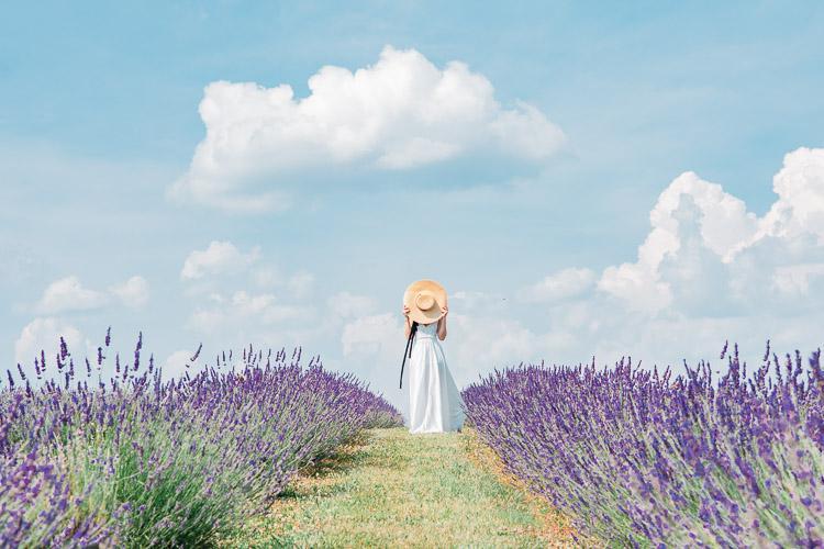 Lavender in Full Bloom! | Scrolller