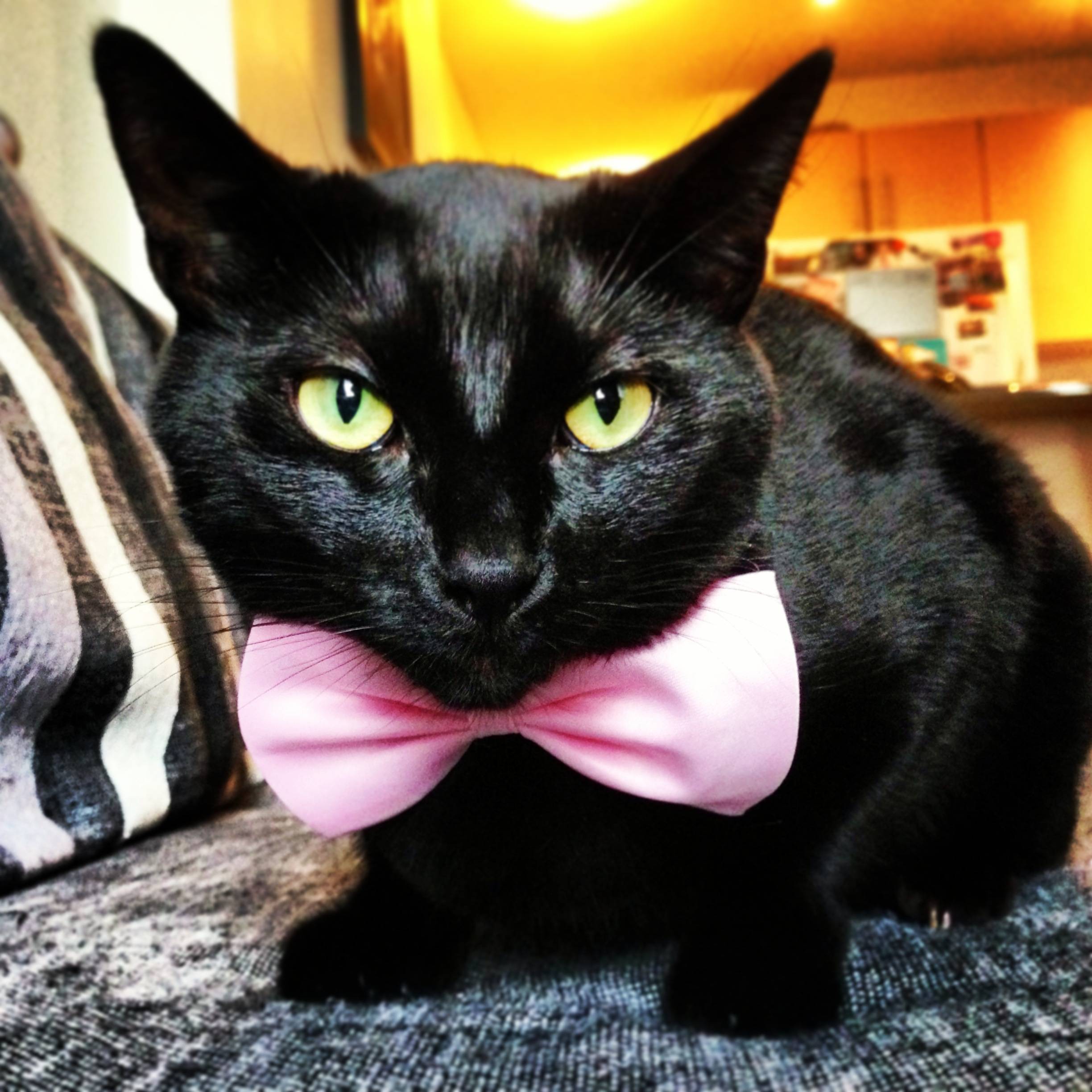 Layla is ready for her meeting | Scrolller