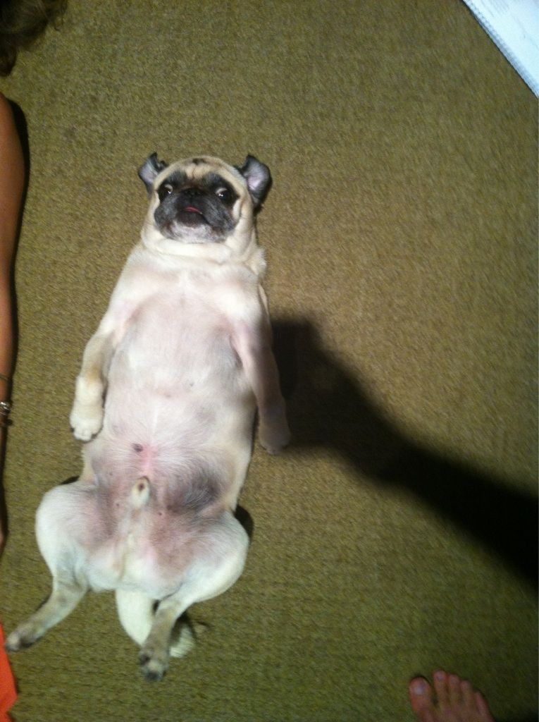 Laziest pug alive | Scrolller